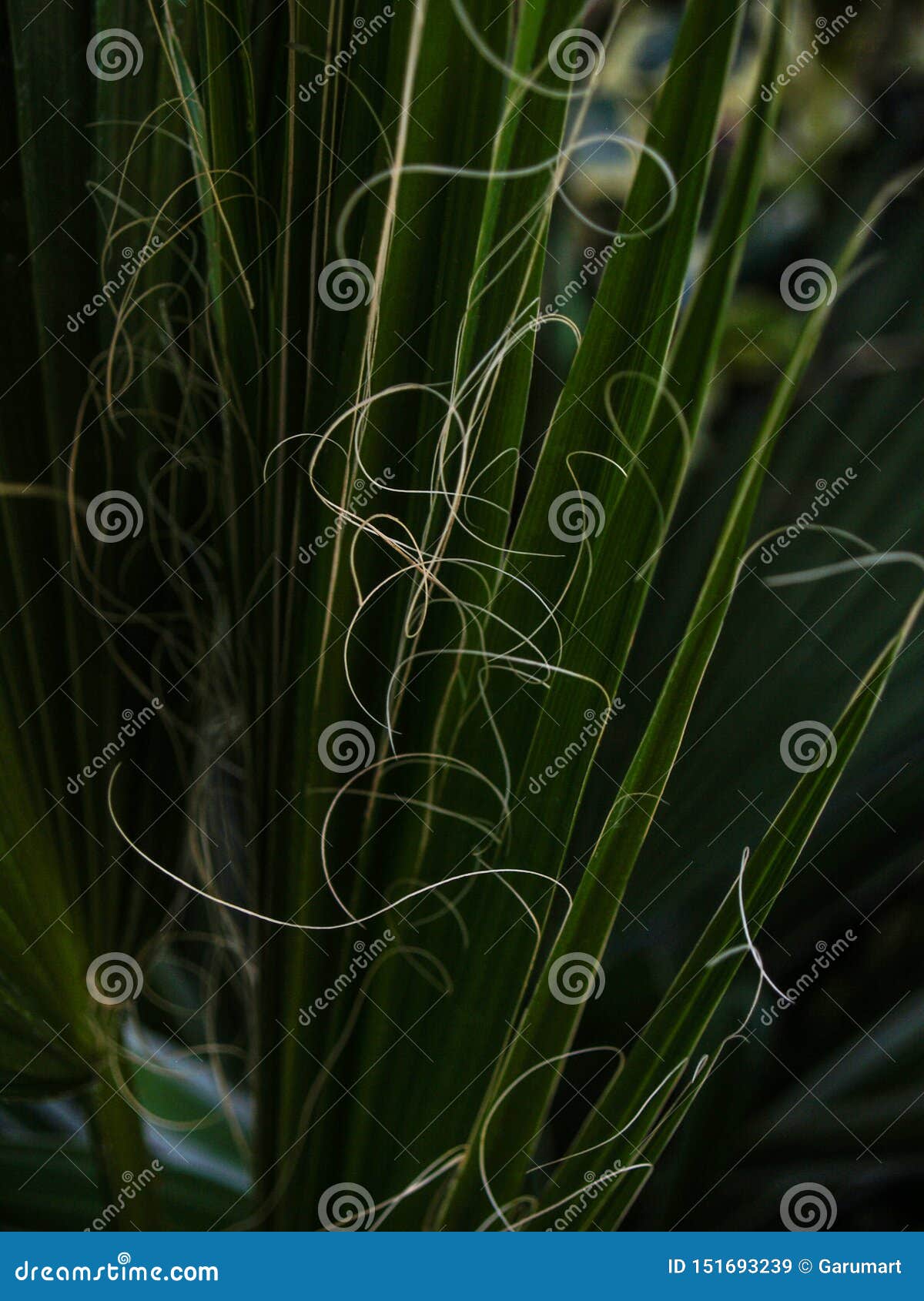 Palm Leaf With Sharp Fibers Stock Image - Image of blue, decorative ...