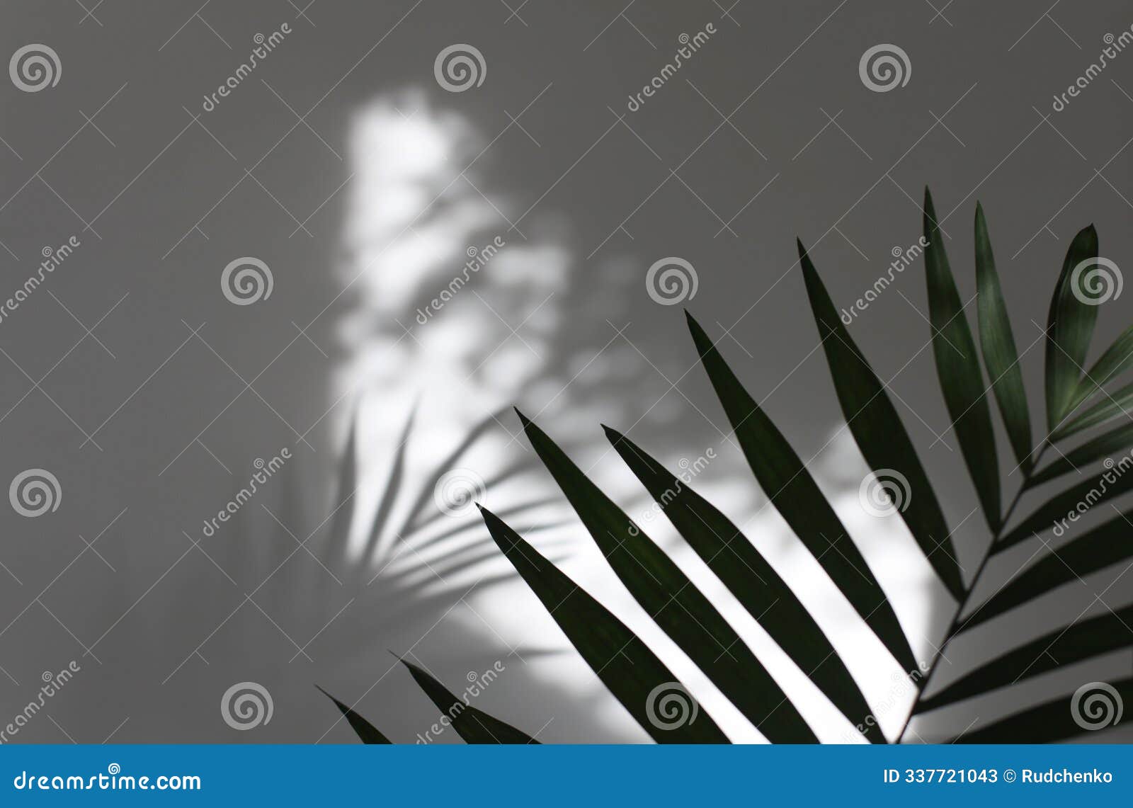 Palm Leaf and Soft Focus Gray Grain Texture Black and White Refraction ...