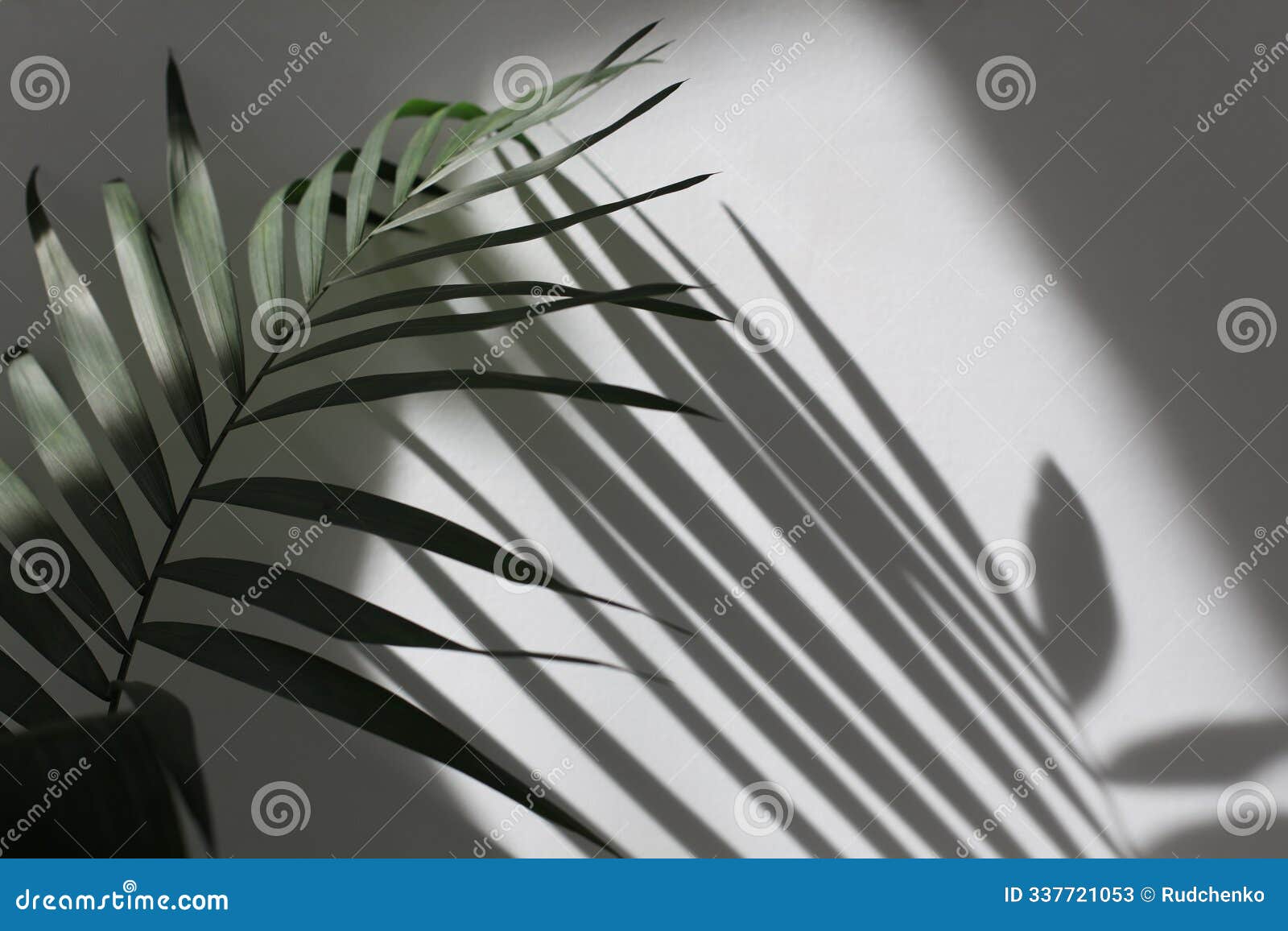 Palm Leaf and Soft Focus Gray Grain Texture Black and White Refraction ...