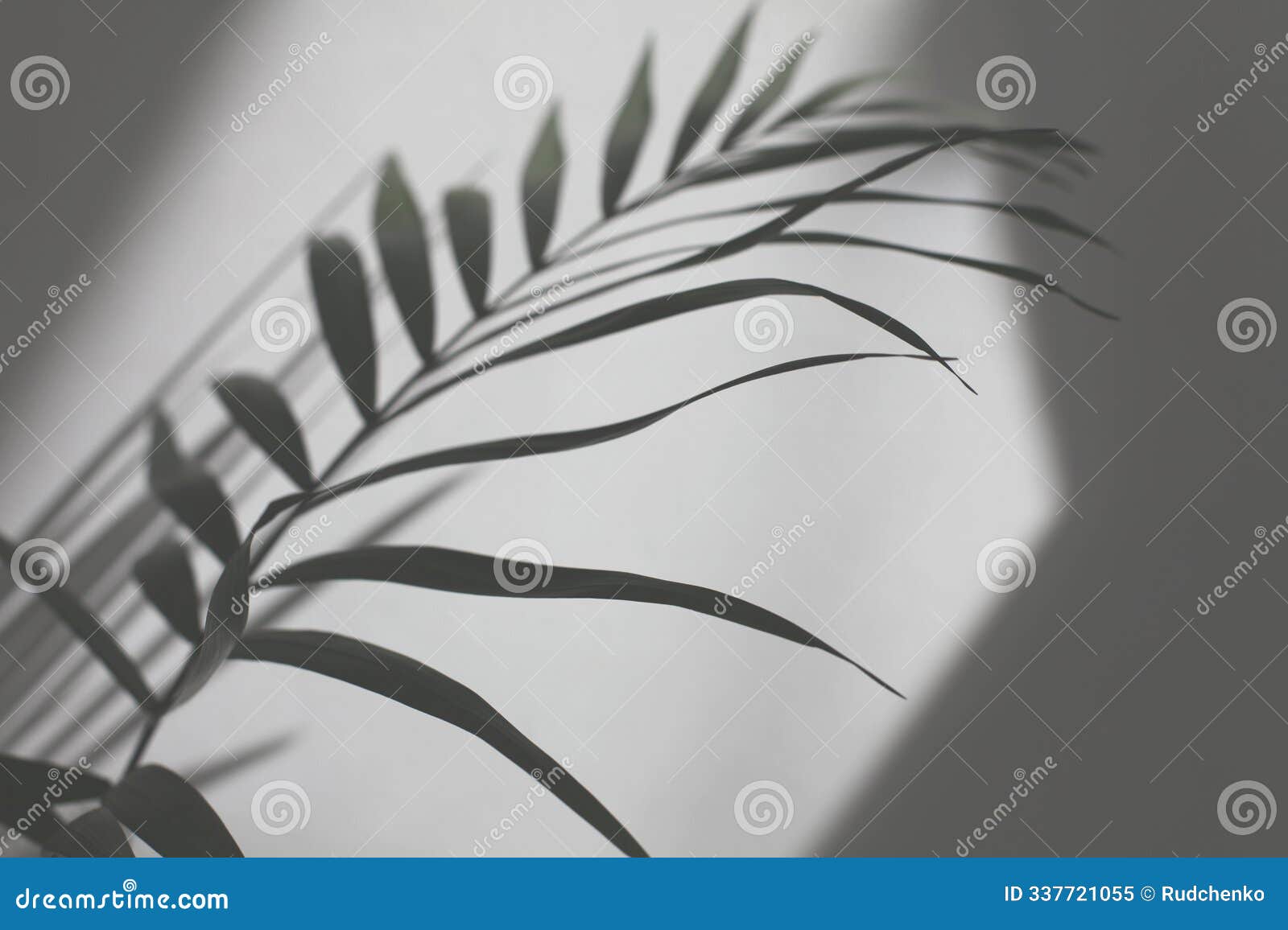 Palm Leaf and Soft Focus Gray Grain Texture Black and White Refraction ...