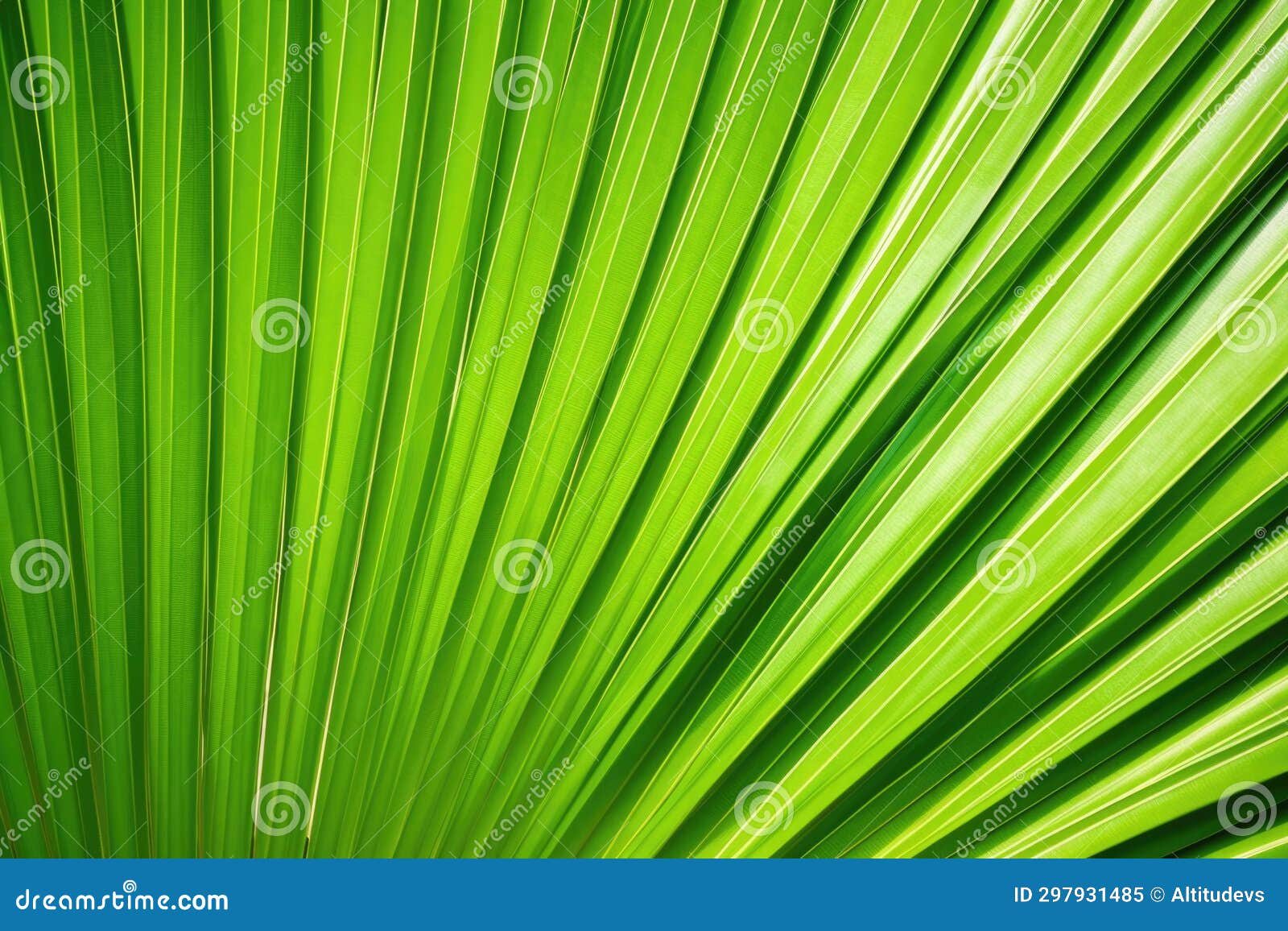 Palm Leaf Surface Under Lit with Soft Light Stock Image - Image of soft, plant: 297931485