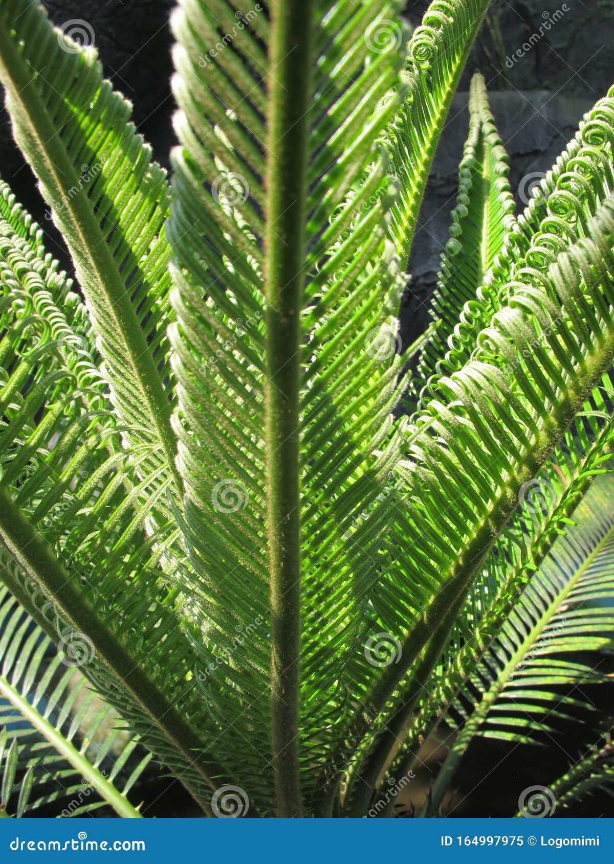 Palm Leaf Texture, Green Tropical Plant, Front View Stock Image - Image ...
