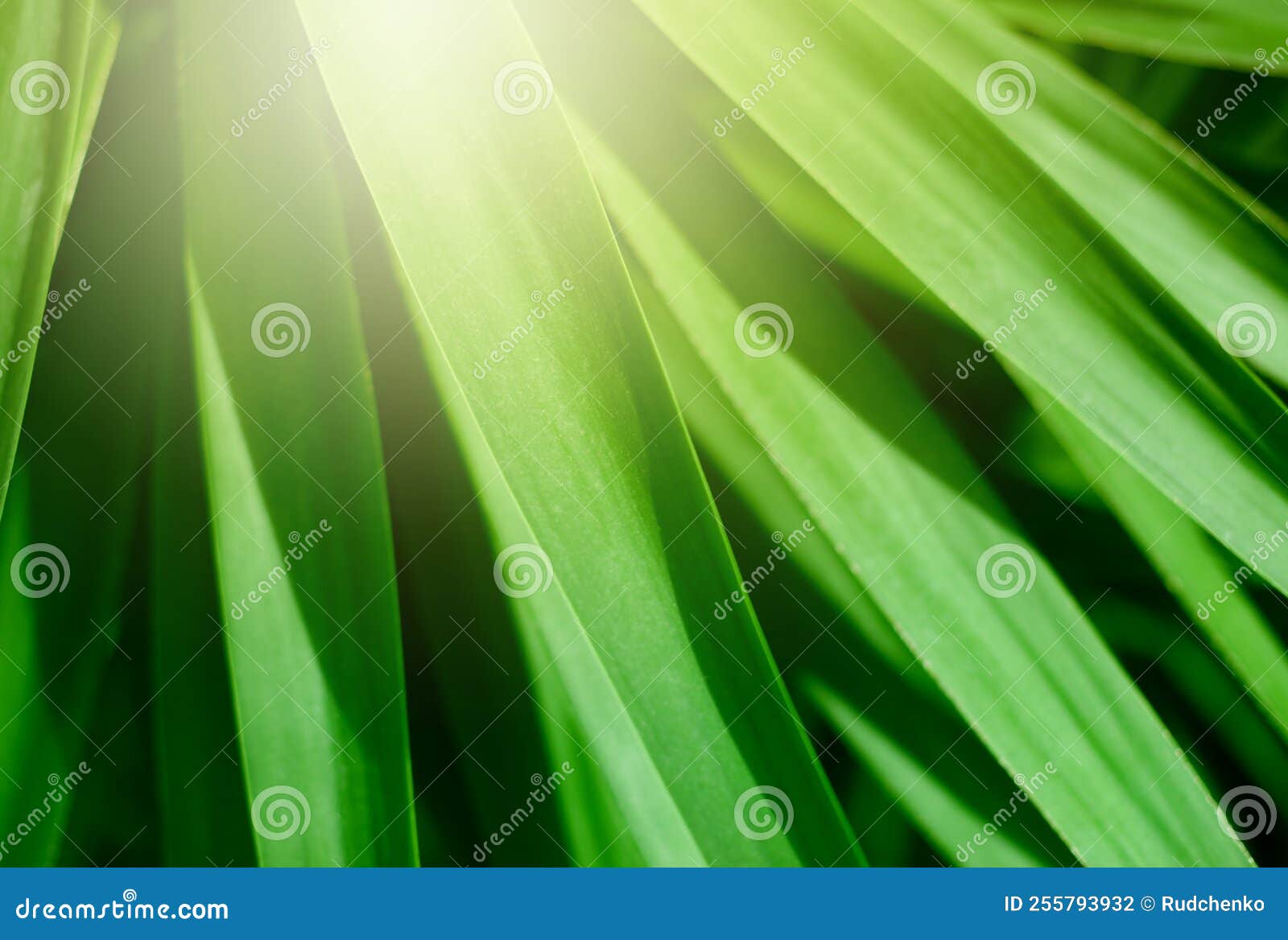 Palm Leaf In Tropical Forest Plants. Nature Green Horizontal Background ...