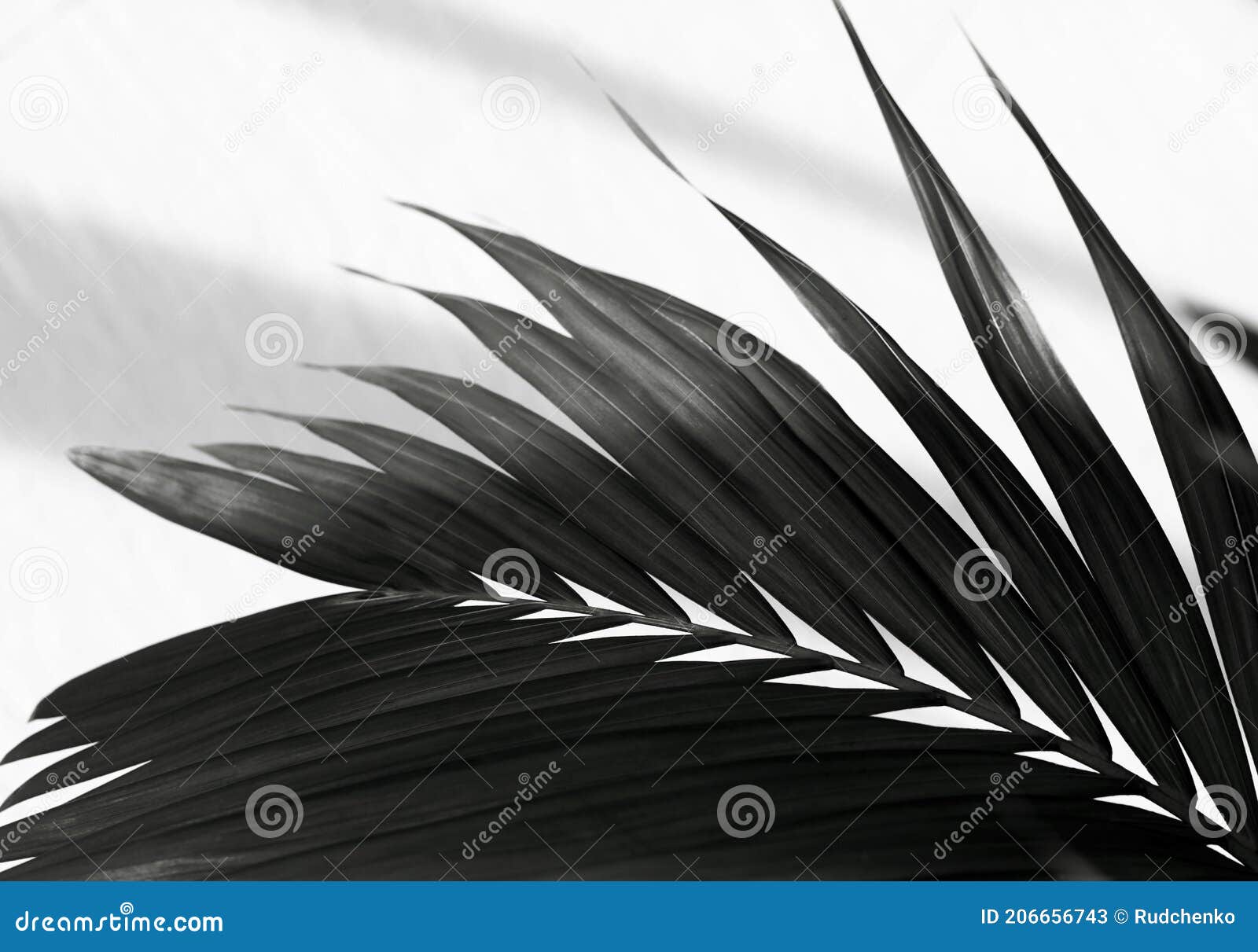 Palm Leaf. Tropical Plants. Nature Light and Shadow Background Stock ...