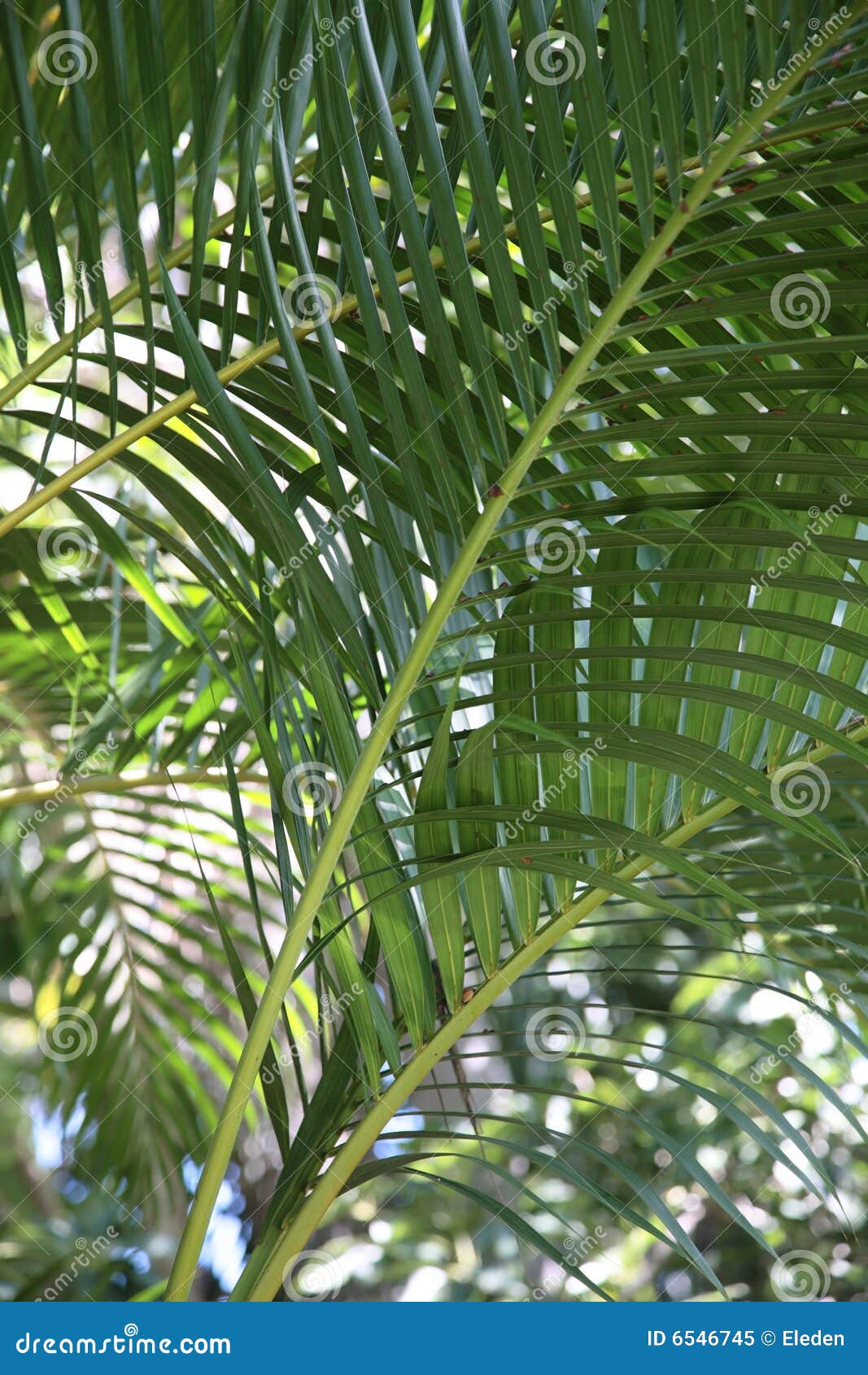 Palm leaves stock image. Image of landscape, trees, palmtree - 6546745