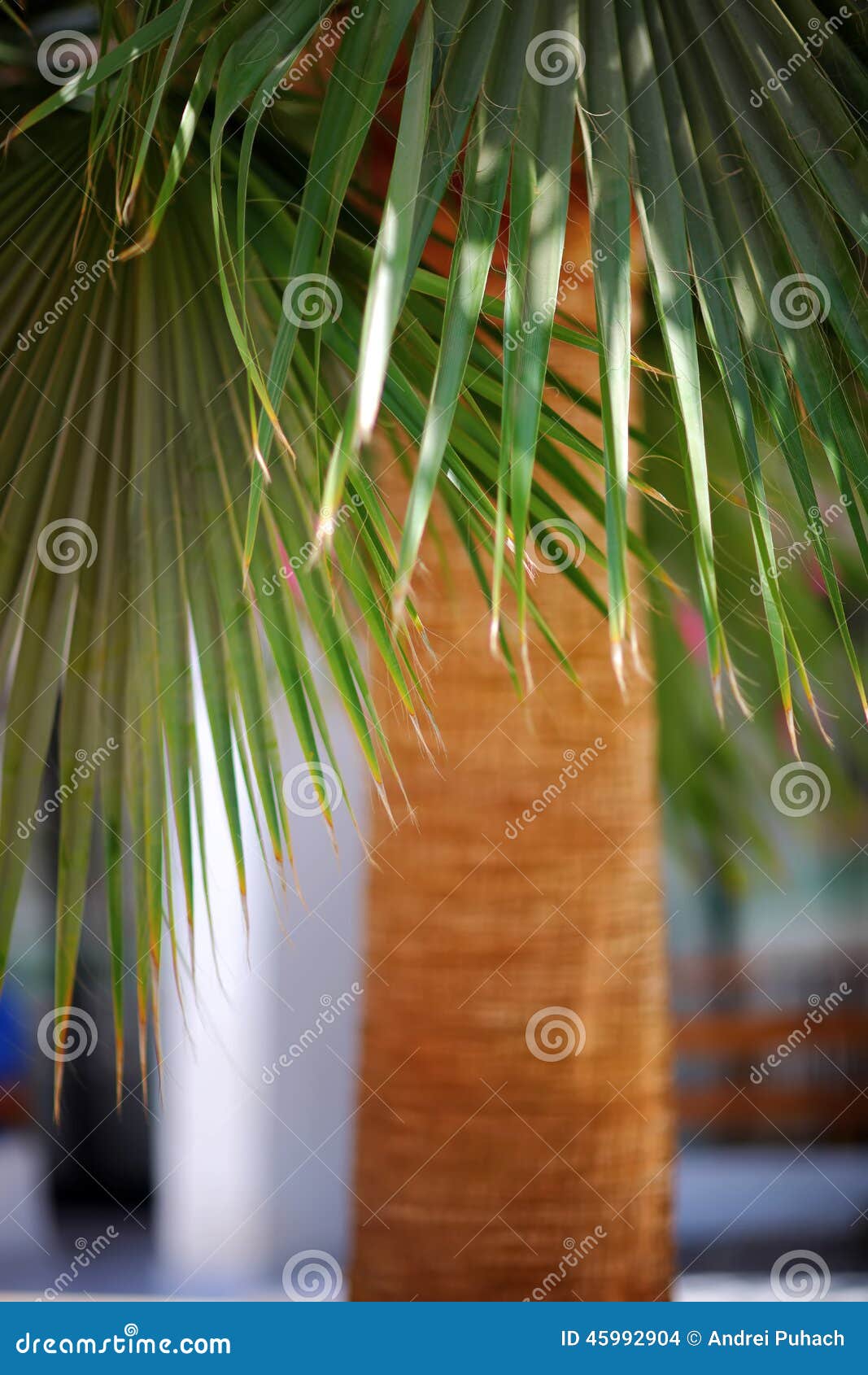 Palm Leaves on a Background of the Barrel Stock Photo - Image of ...