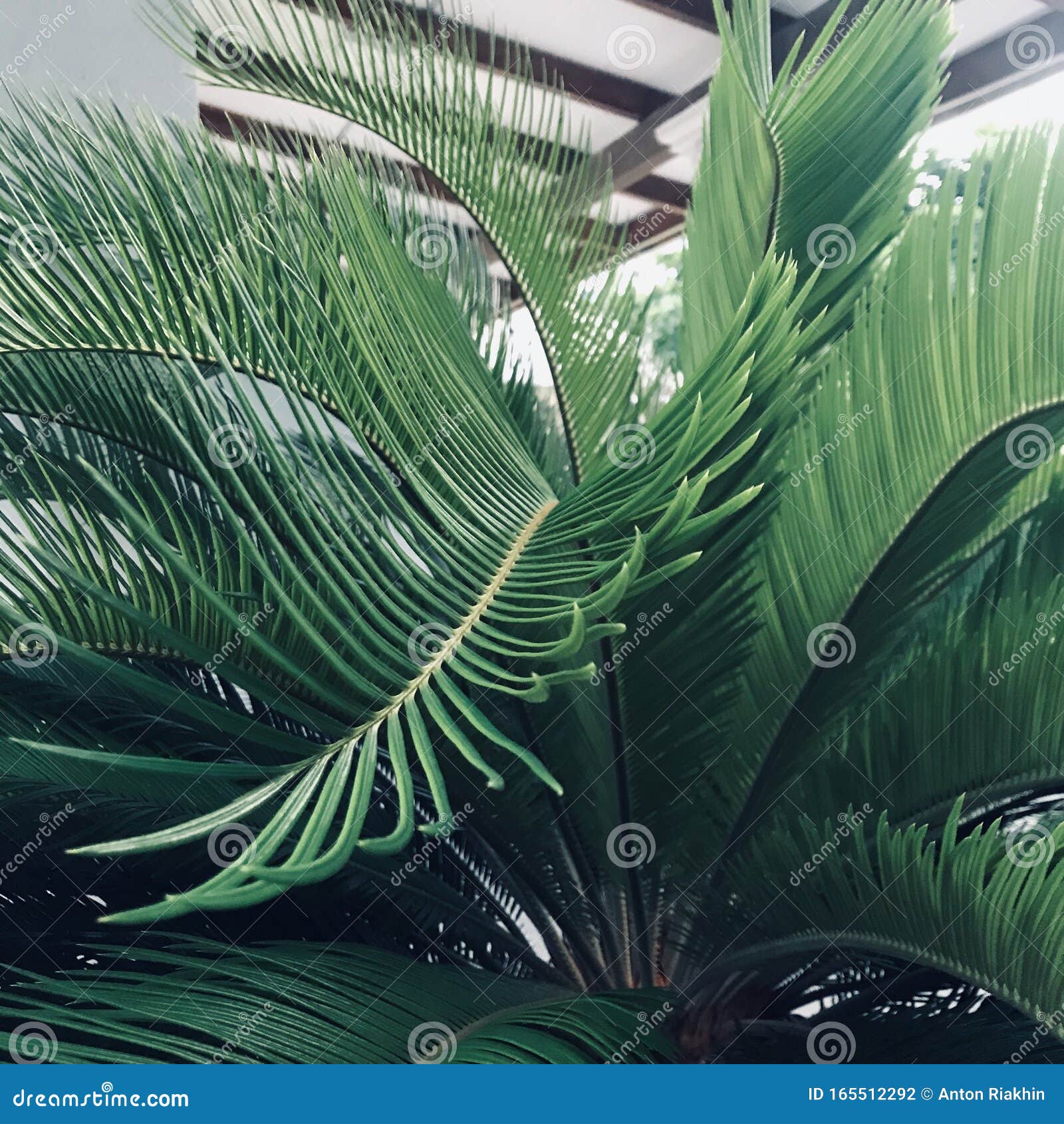 Palm leaves close up stock photo. Image of nature, beauty - 165512292