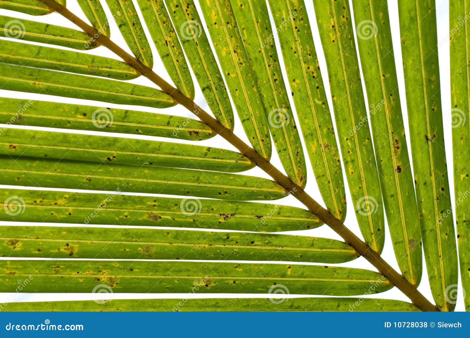 Palm Leaves Diagonal stock photo. Image of panamea, stem - 10728038