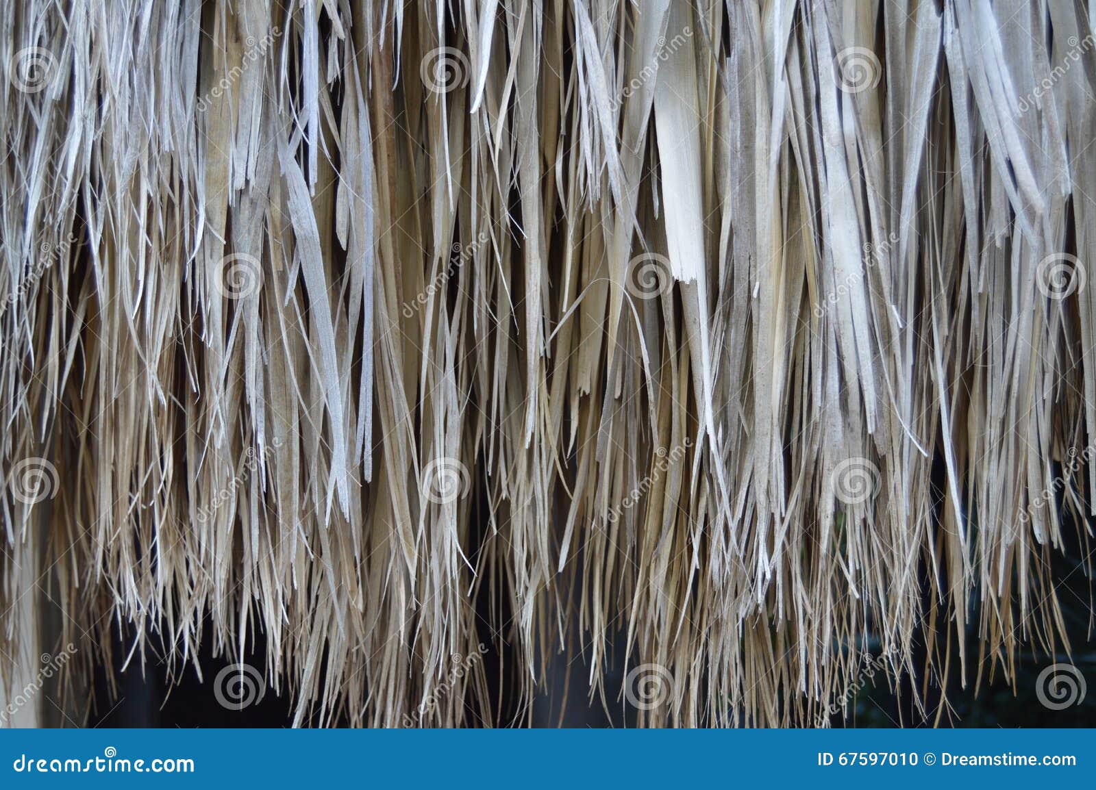 Palm leaves fall stock photo. Image of fallen, gray, fringed - 67597010