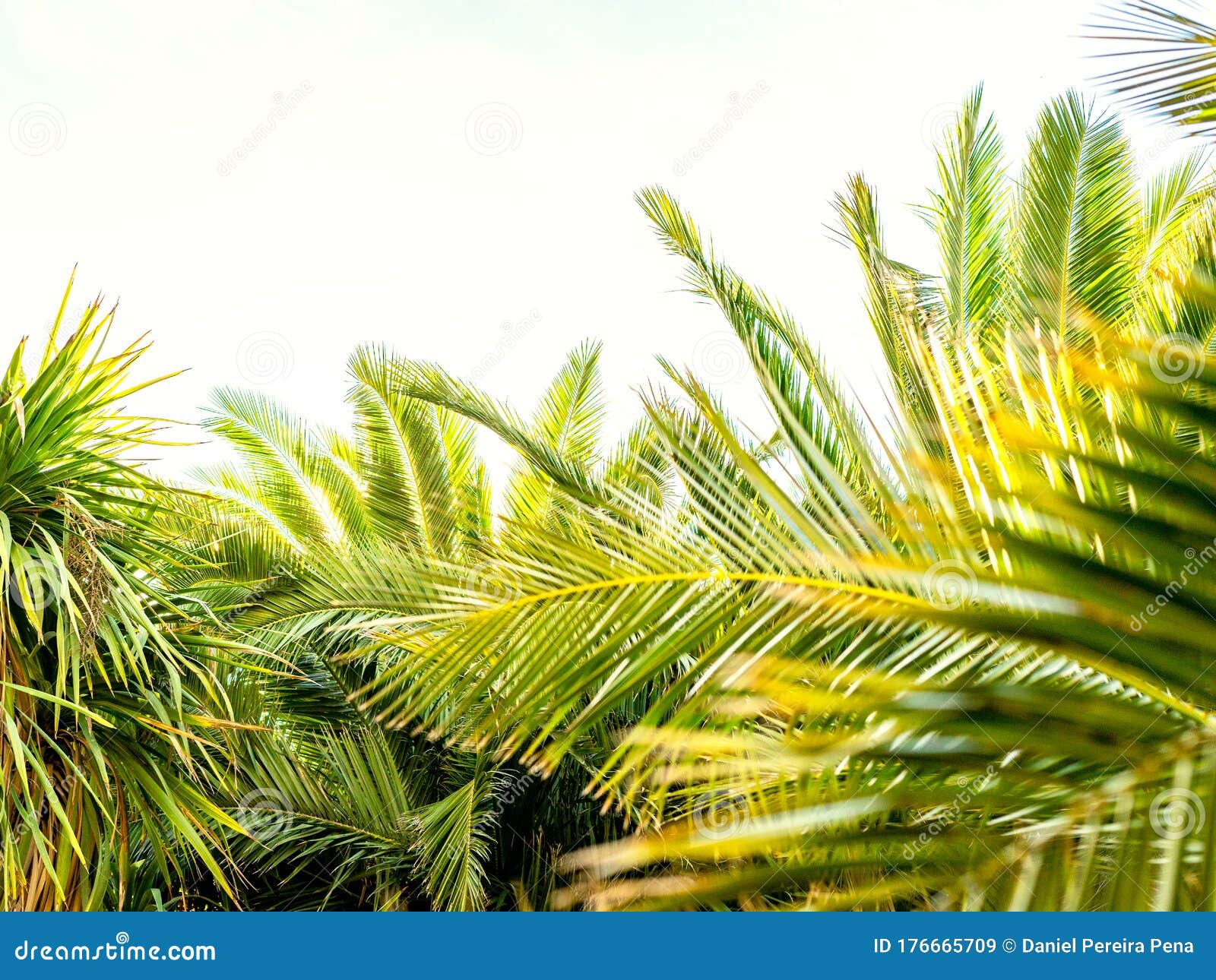 Palm Leaves in the Foreground on a White Background with Space at the ...