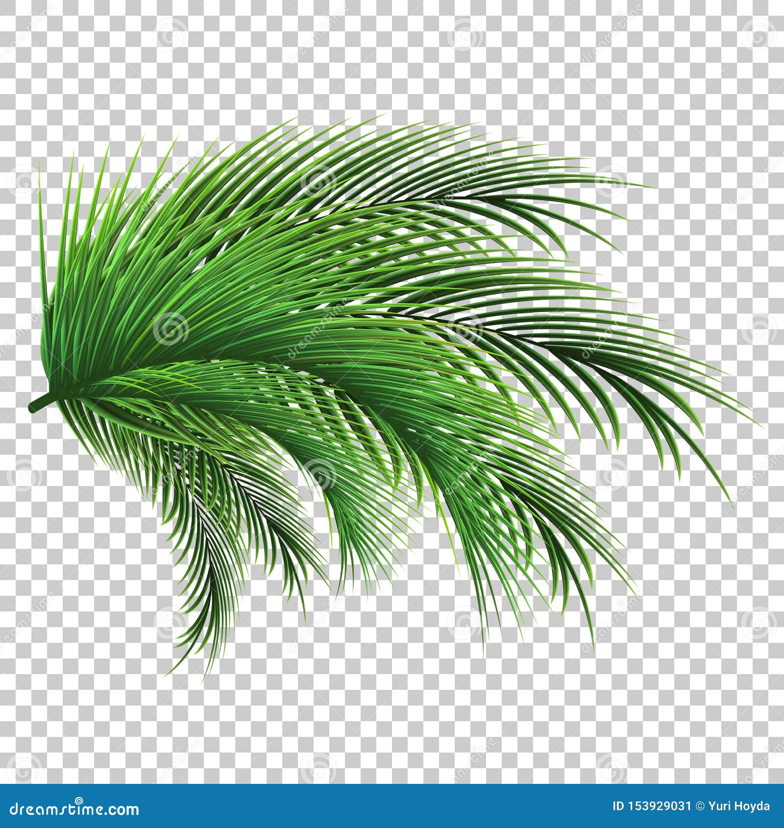 Palm Leaves. Green Leaf of Palm Tree on Transparent Background. Floral ... Palm Leaves. Green Leaf of Palm Tree on Transparent Background. Floral ...