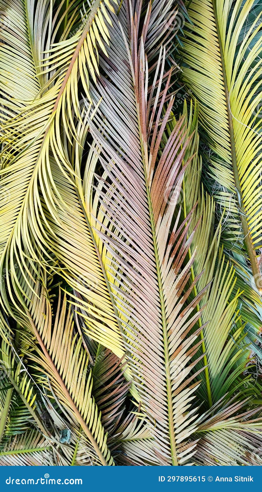 Palm Leaves Lie on Ground Creating Beautiful Tropical Background, Flat ...