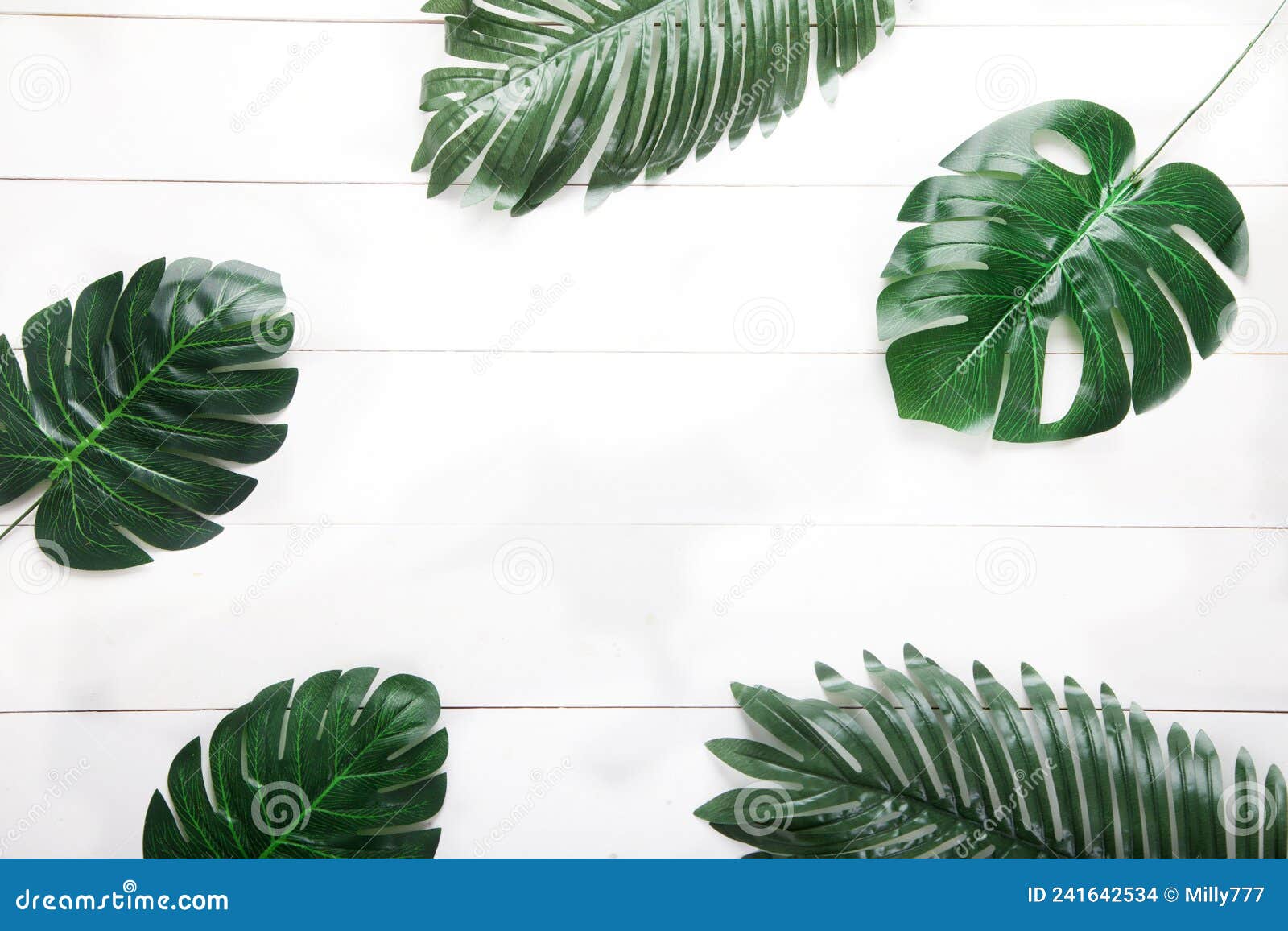 Palm Leaves, Monstera on a White Background Stock Photo - Image of ...