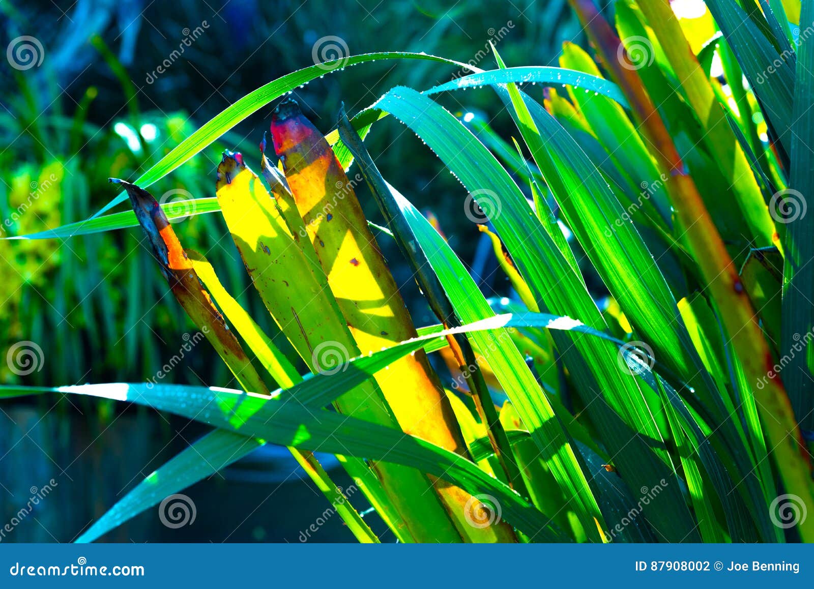 Palm Leaves after a Rainfall Stock Photo - Image of sunlight, garden ...