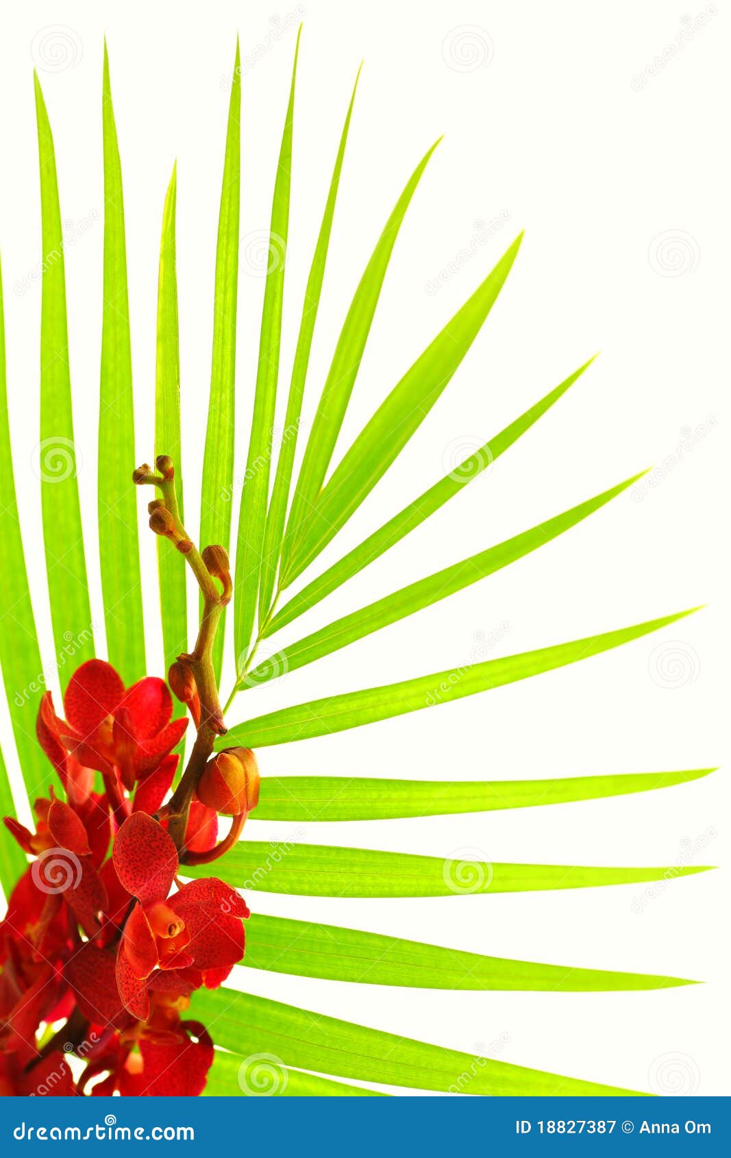 1,815 Red Stem Palm Stock Photos - Free & Royalty-Free Stock Photos ...