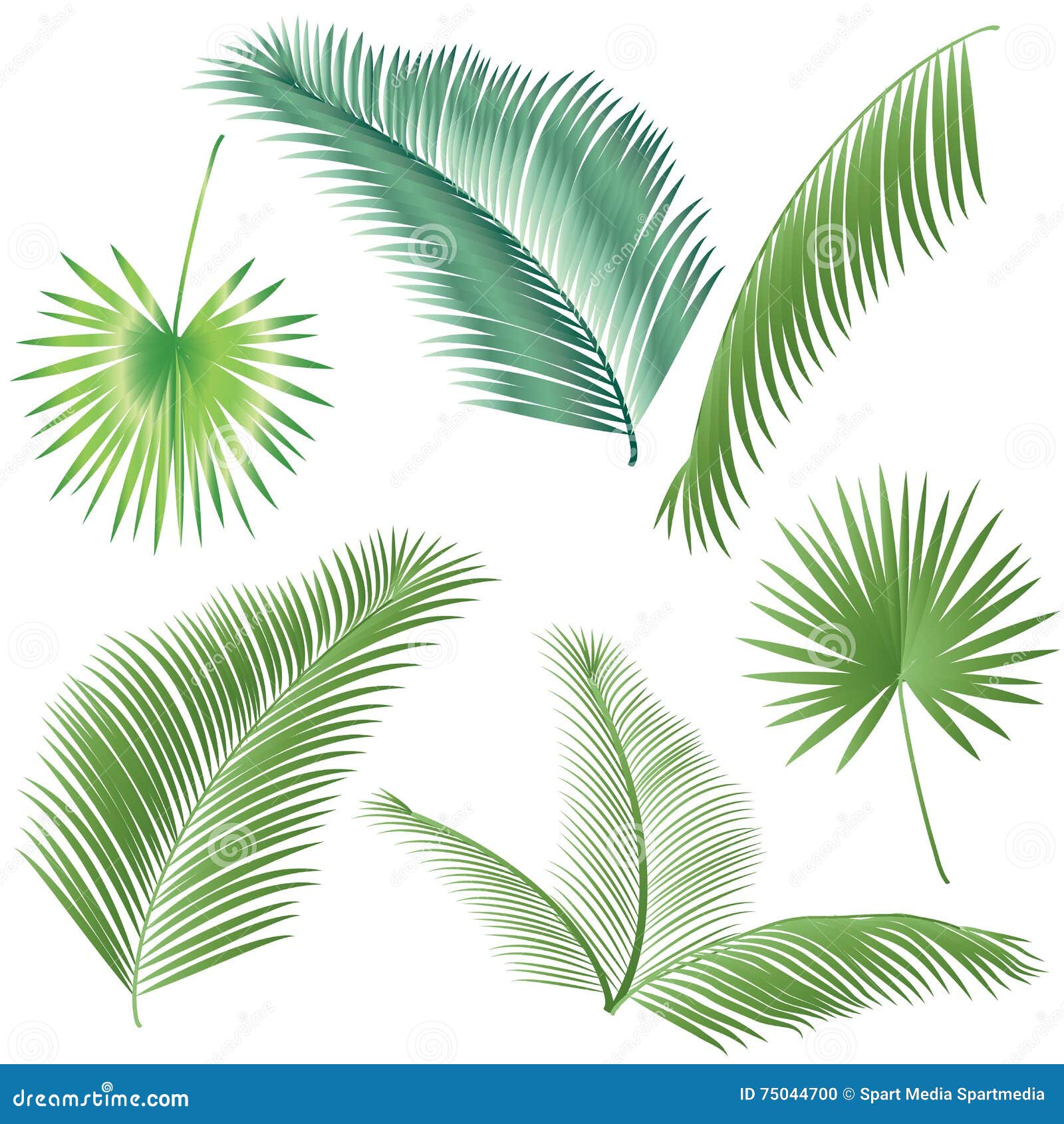Palm leaves set stock vector. Illustration of flower - 75044700