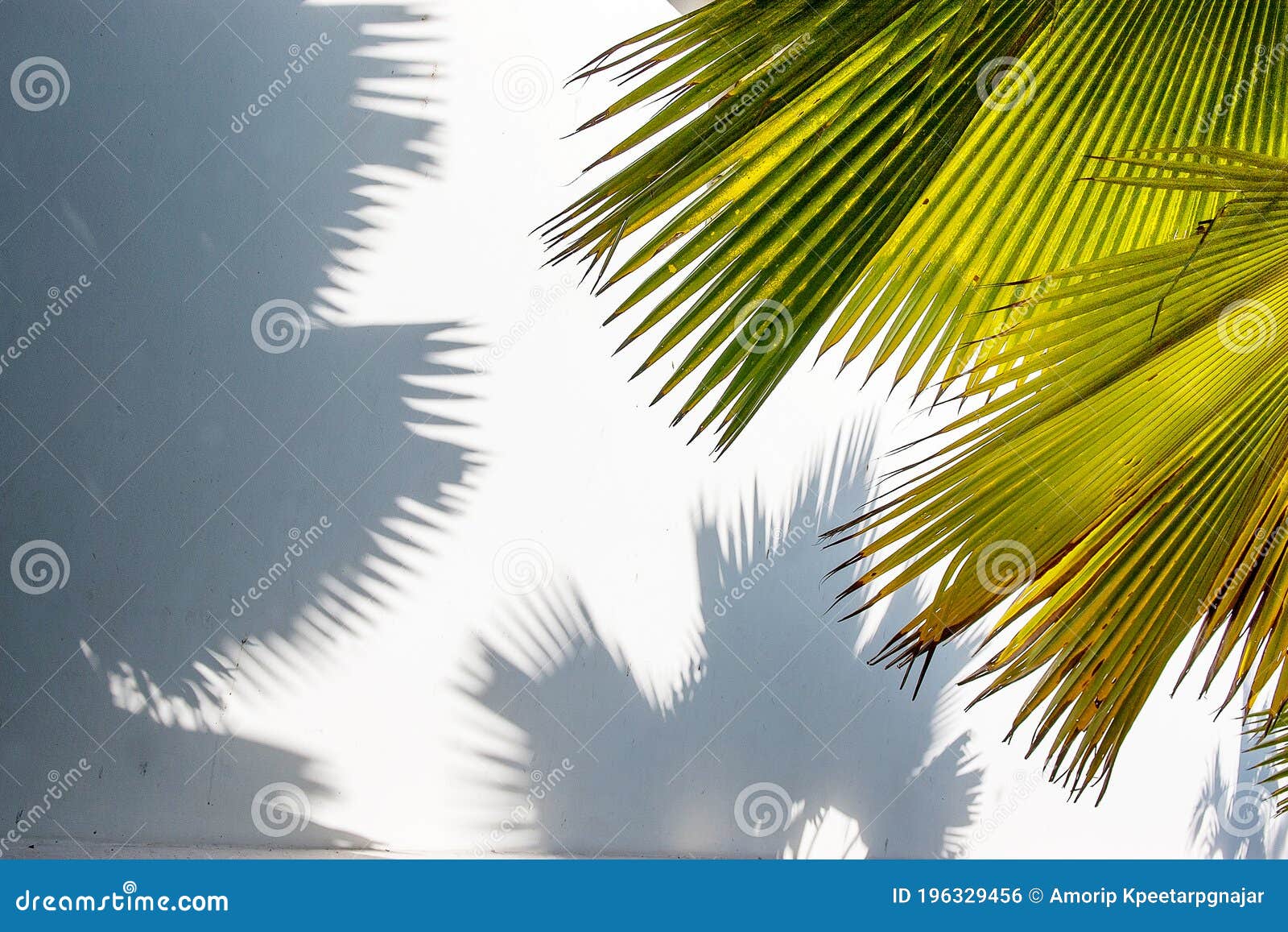 Abstract of Palm Leaves with Shadow Stock Photo - Image of horizontal ...
