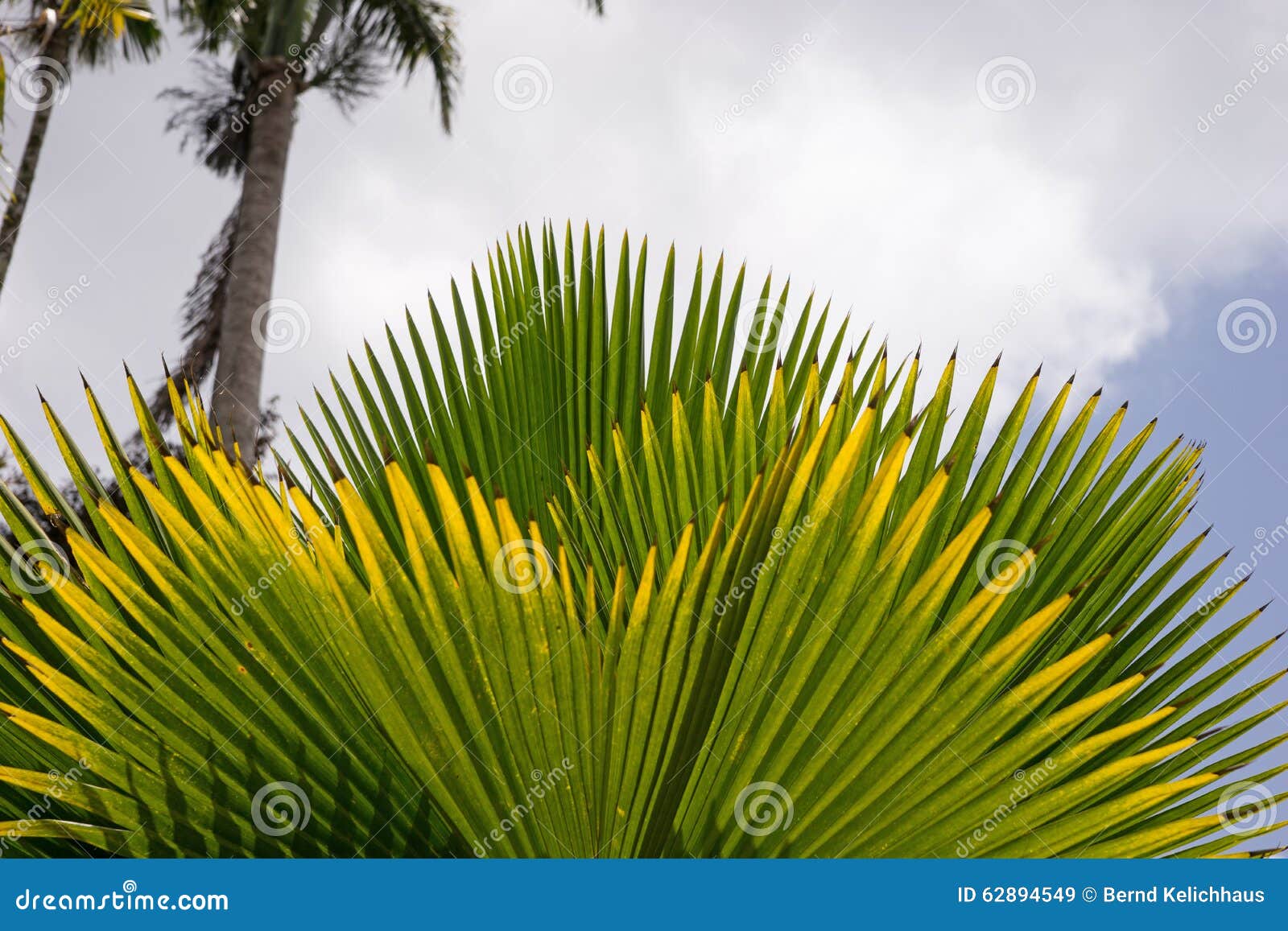 Palm leaves with shadow stock image. Image of botanical - 62894549