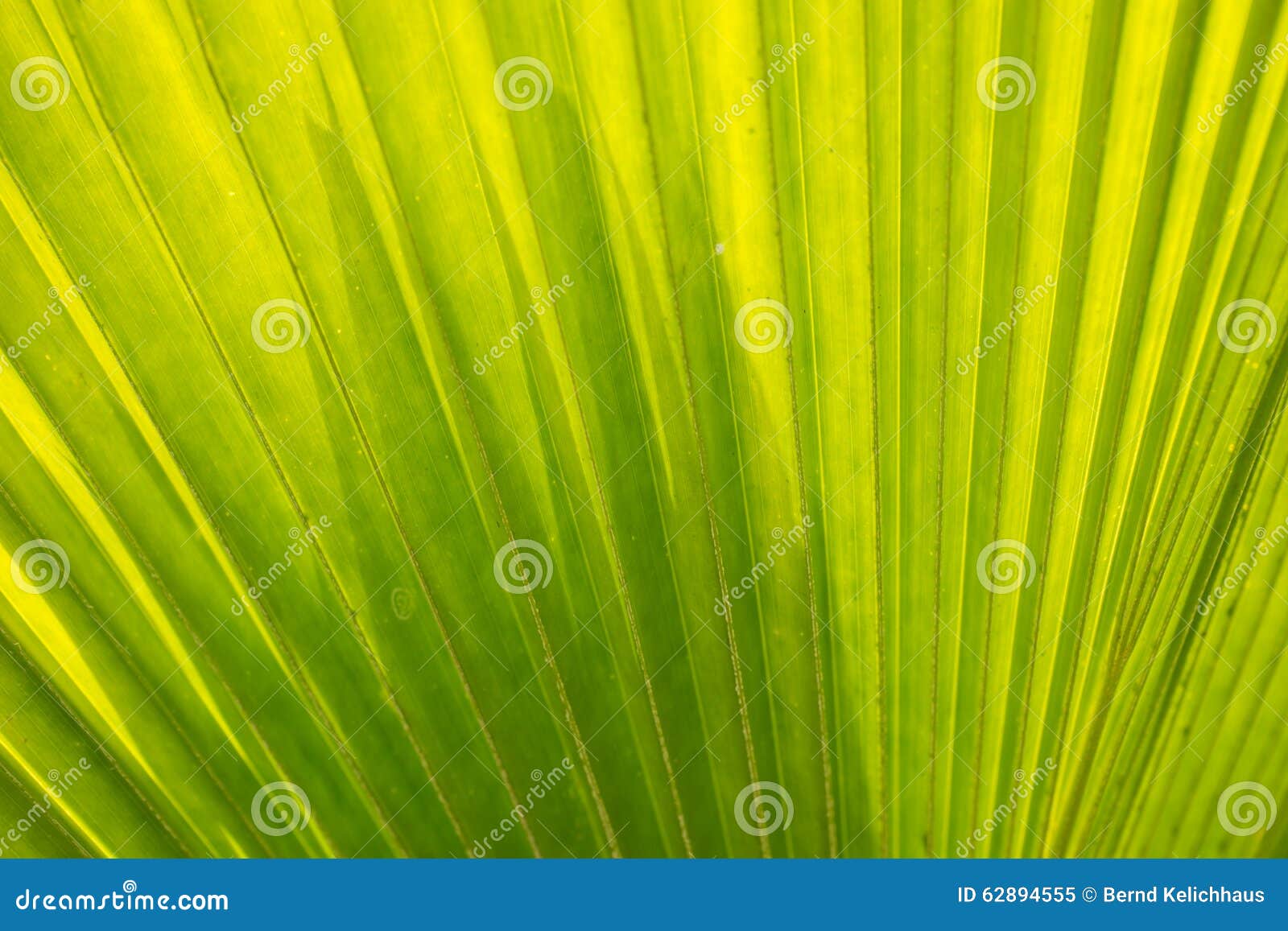Palm leaves with shadow stock image. Image of detailed - 62894555