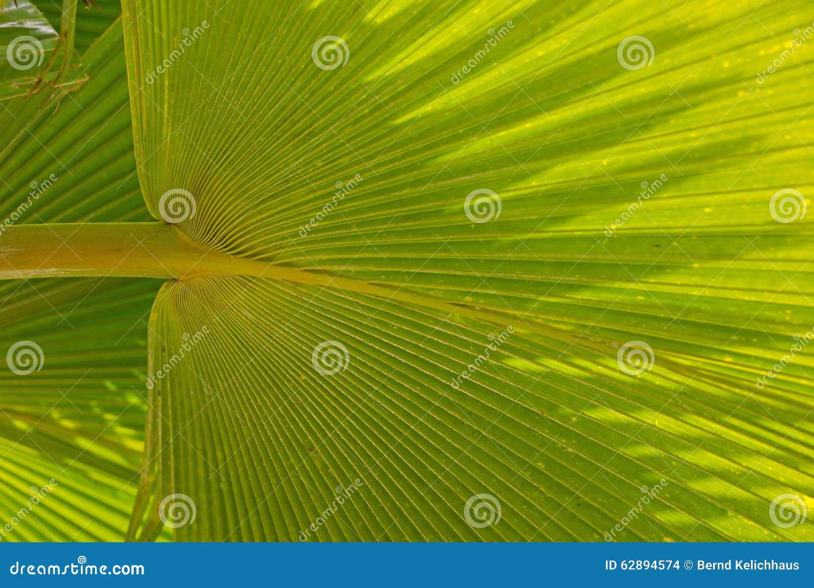 Palm leaves with shadow stock photo. Image of fresh, palm - 62894574