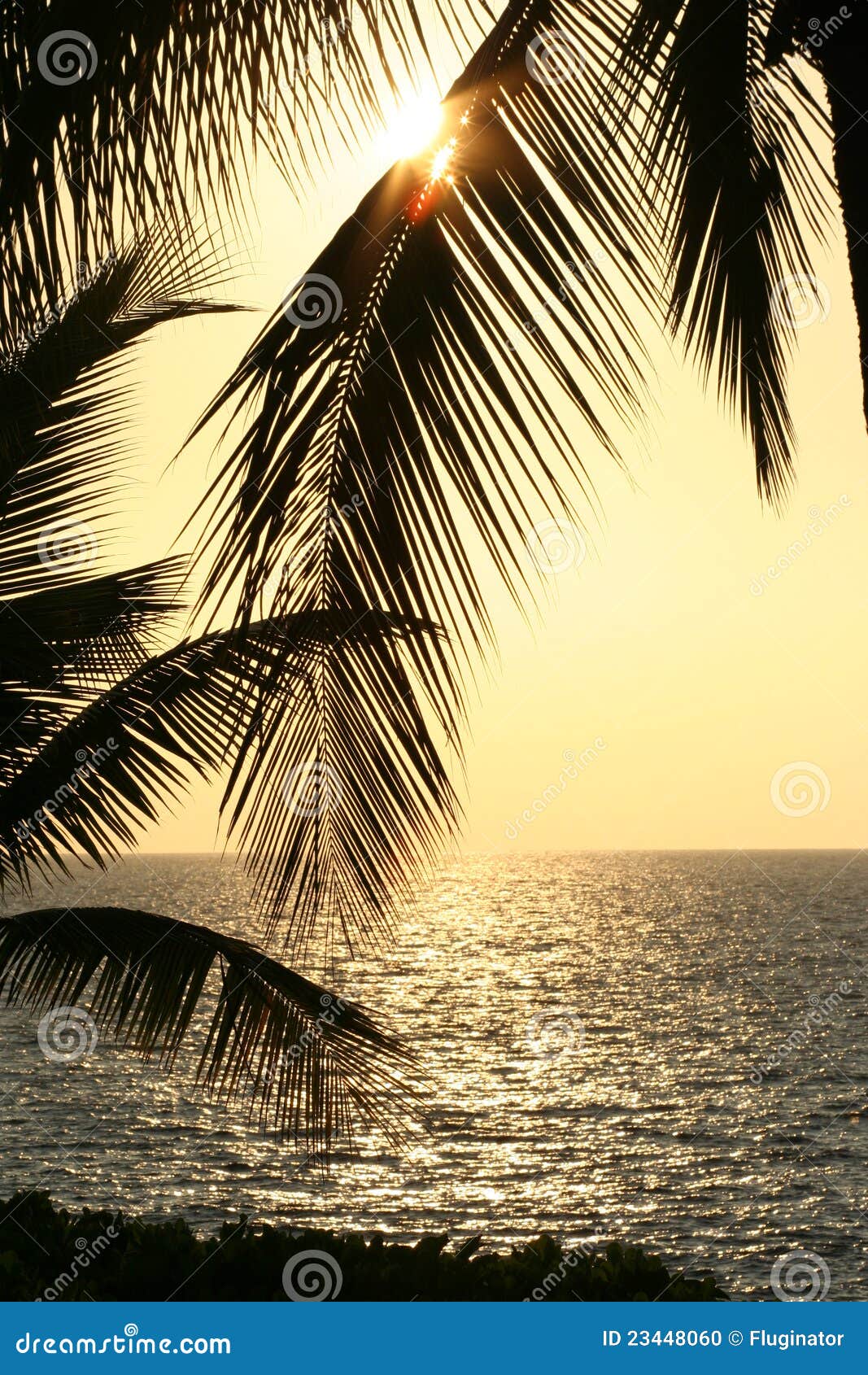 Palm Leaves at Sunset Vertical Stock Photo - Image of light, beautiful ...
