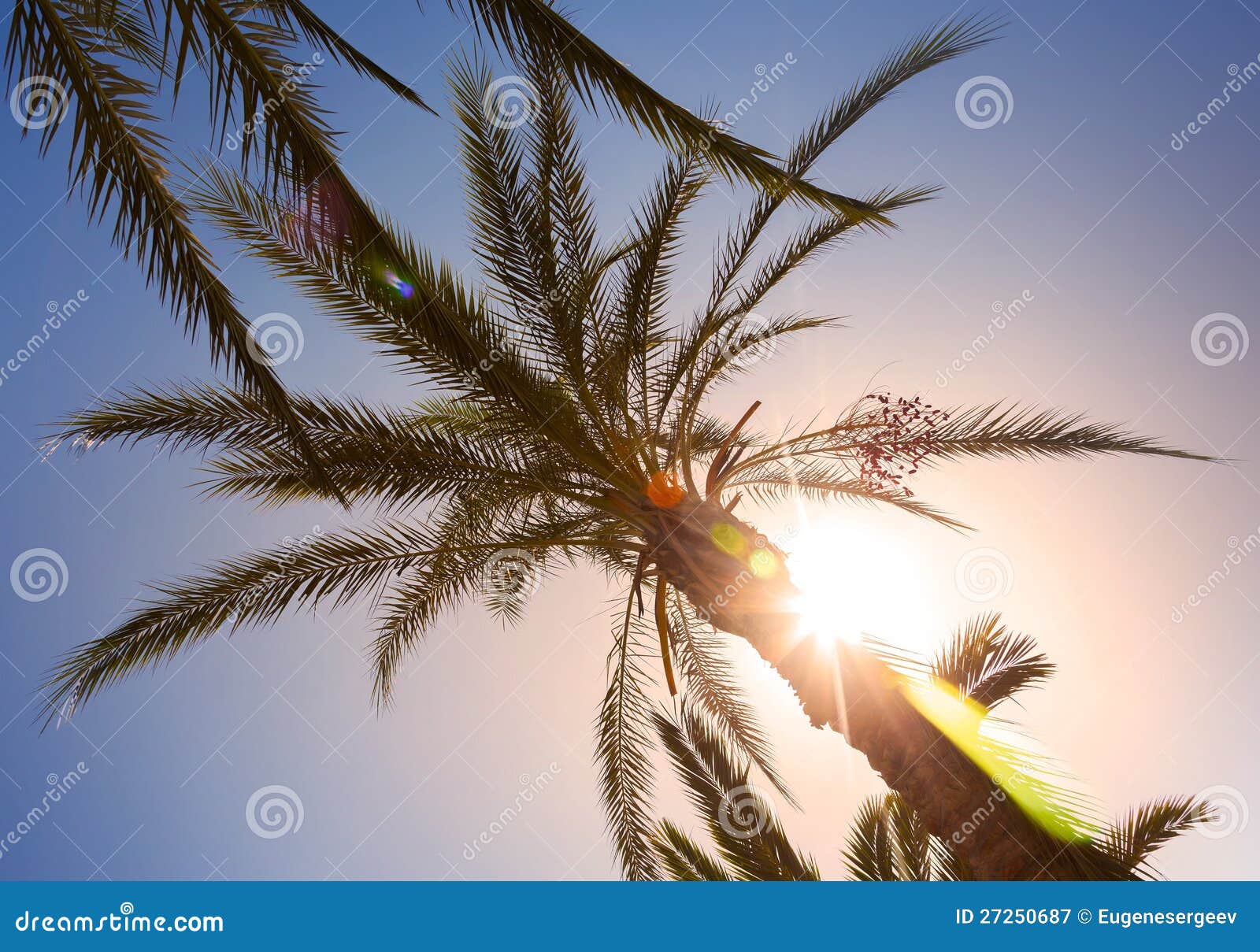 Palm Leaves in the Sunshine with Sunbeam Stock Image - Image of lush ...