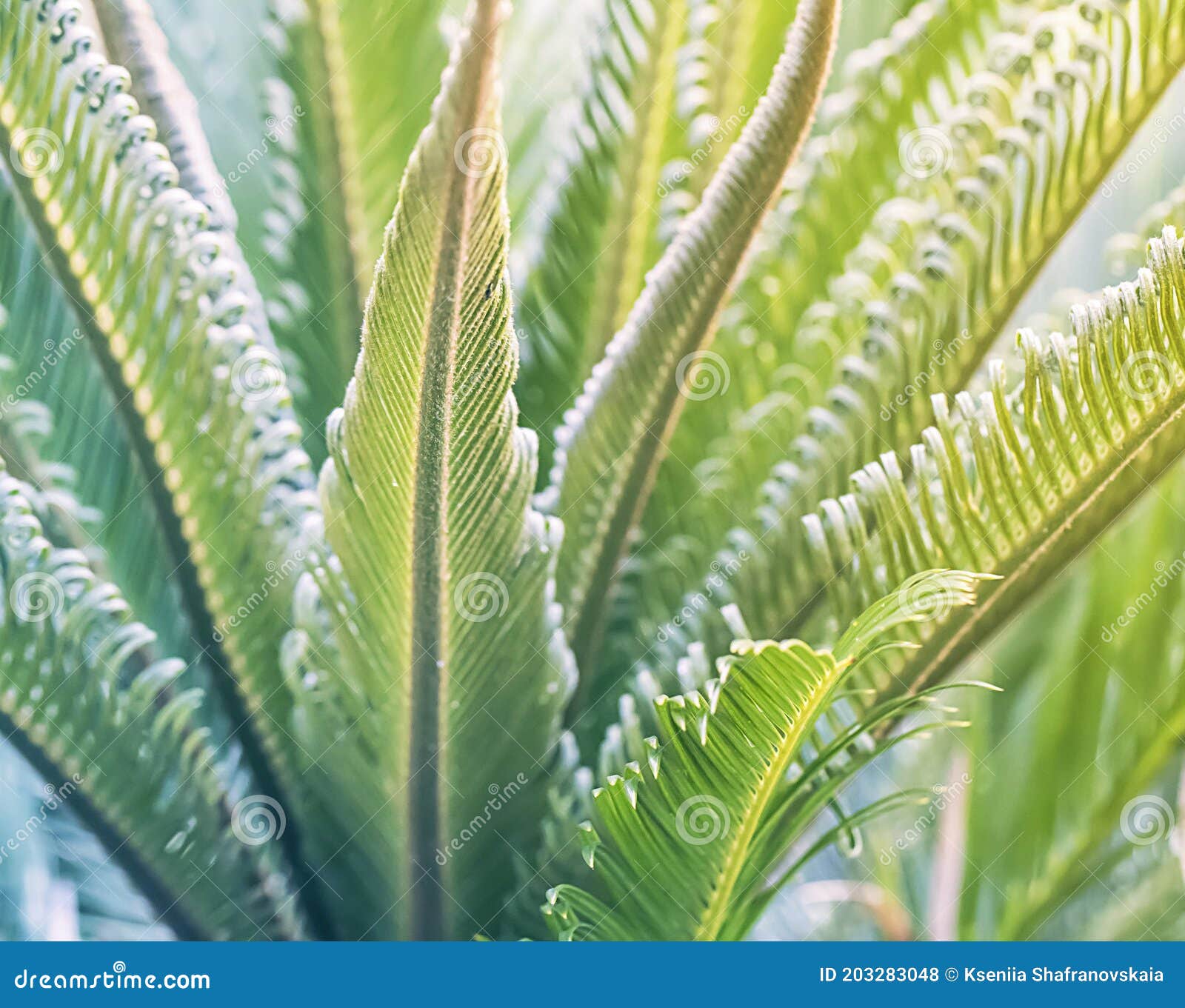 Palm leaves close up stock photo. Image of plant, close - 203283048