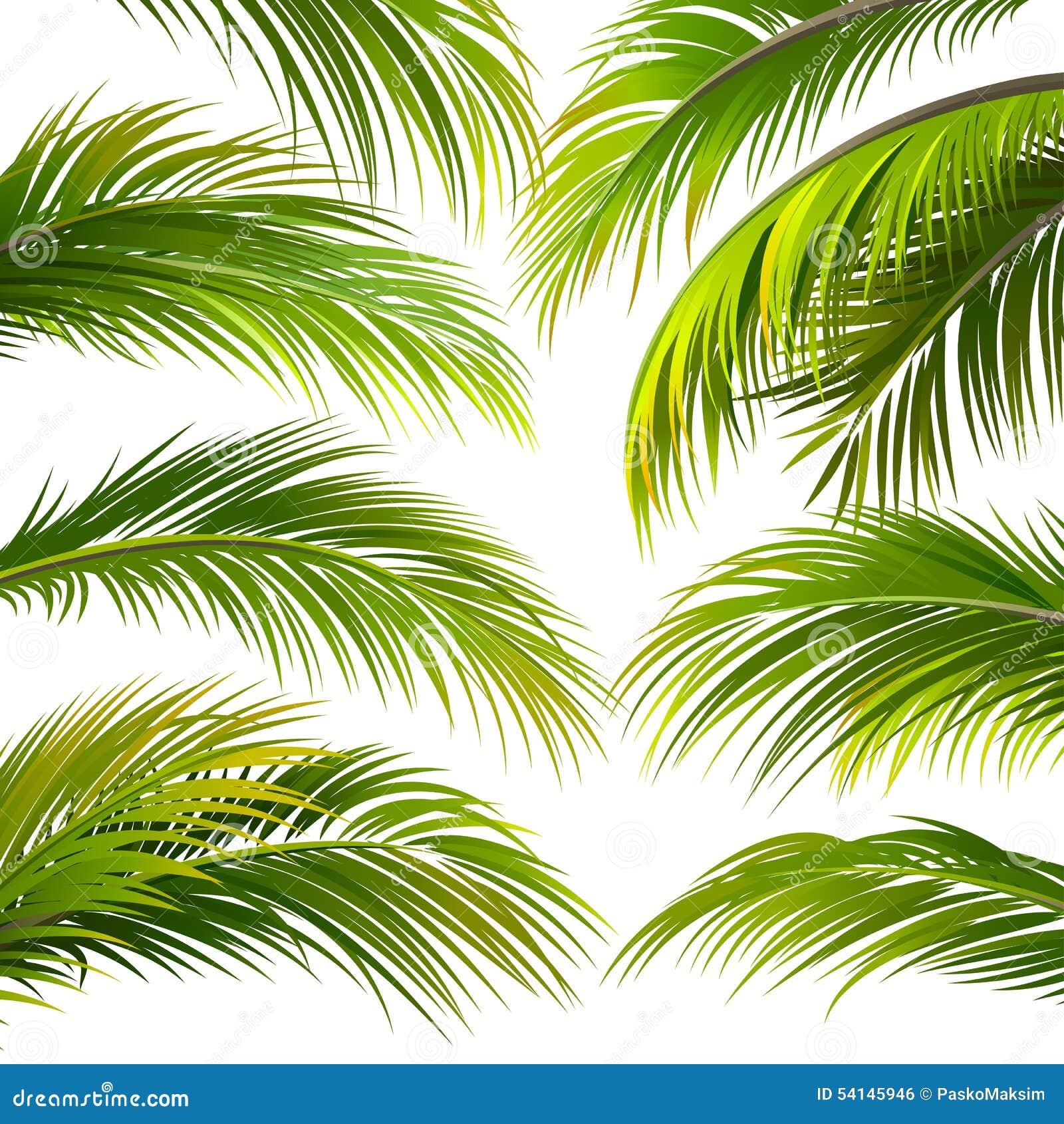 Palm Leaves. Green Leaf Of Palm Tree On Transparent Background. Floral ...