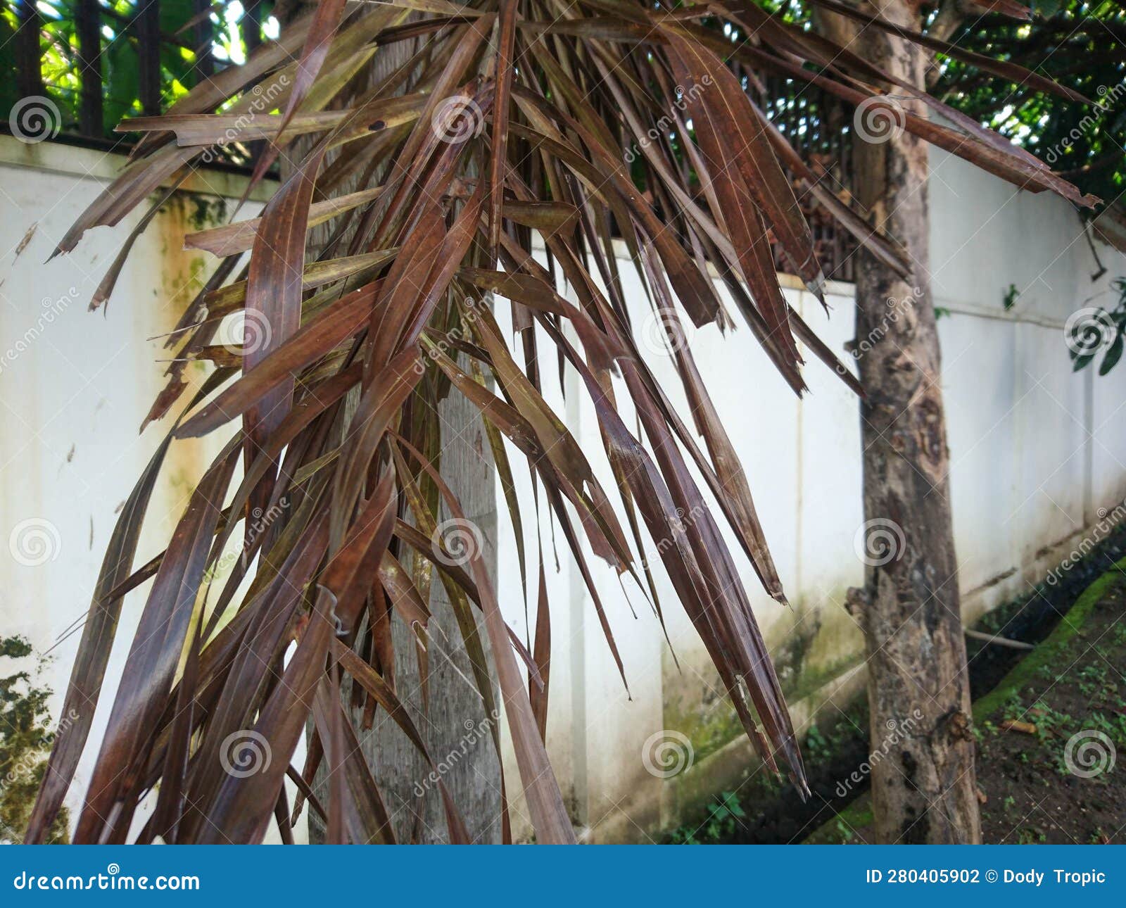 The Stalk of a Palm Tree that Has Withered and Dried Up Stock Photo ...