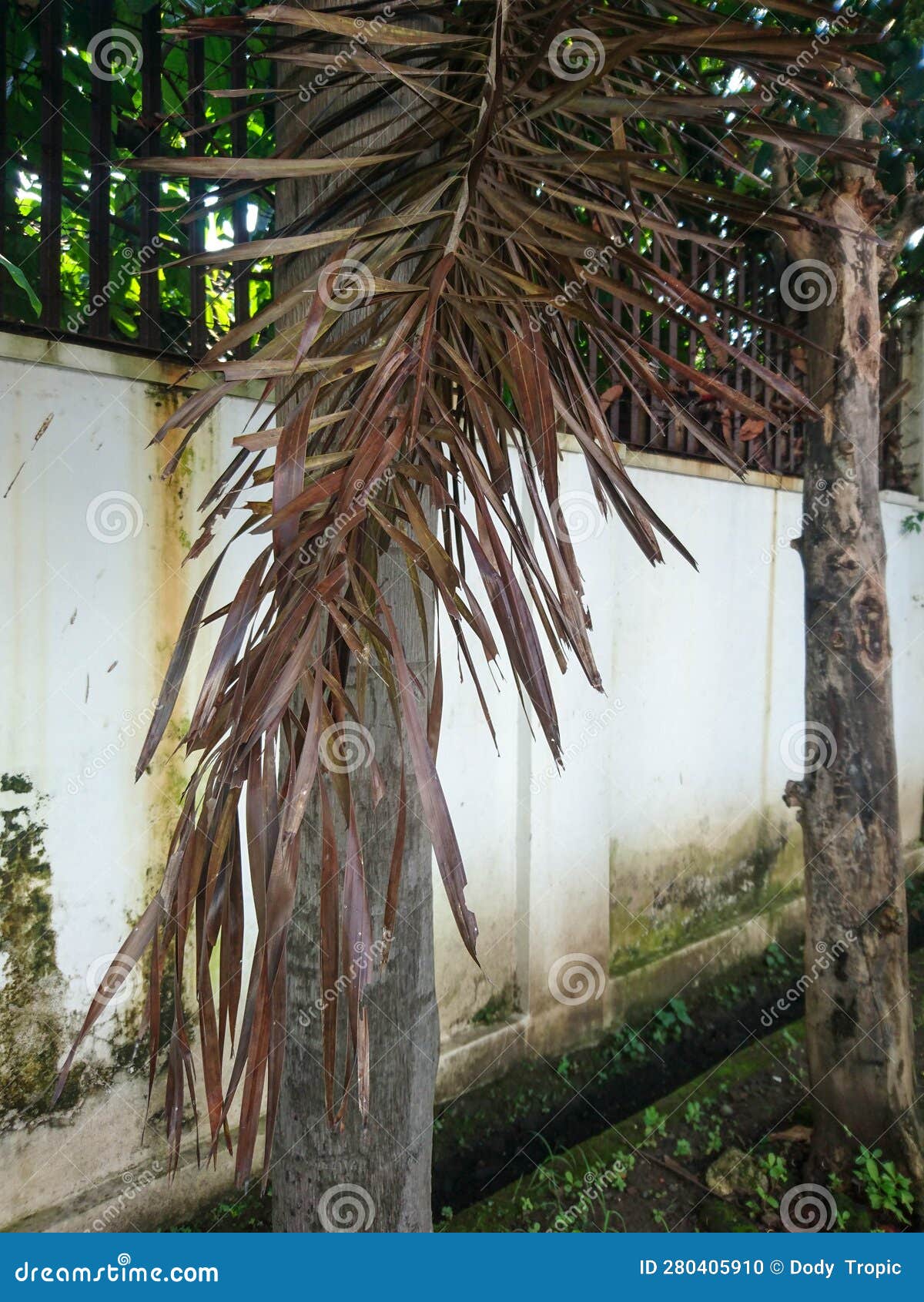 The Stalk of a Palm Tree that Has Withered and Dried Up Stock Photo ...