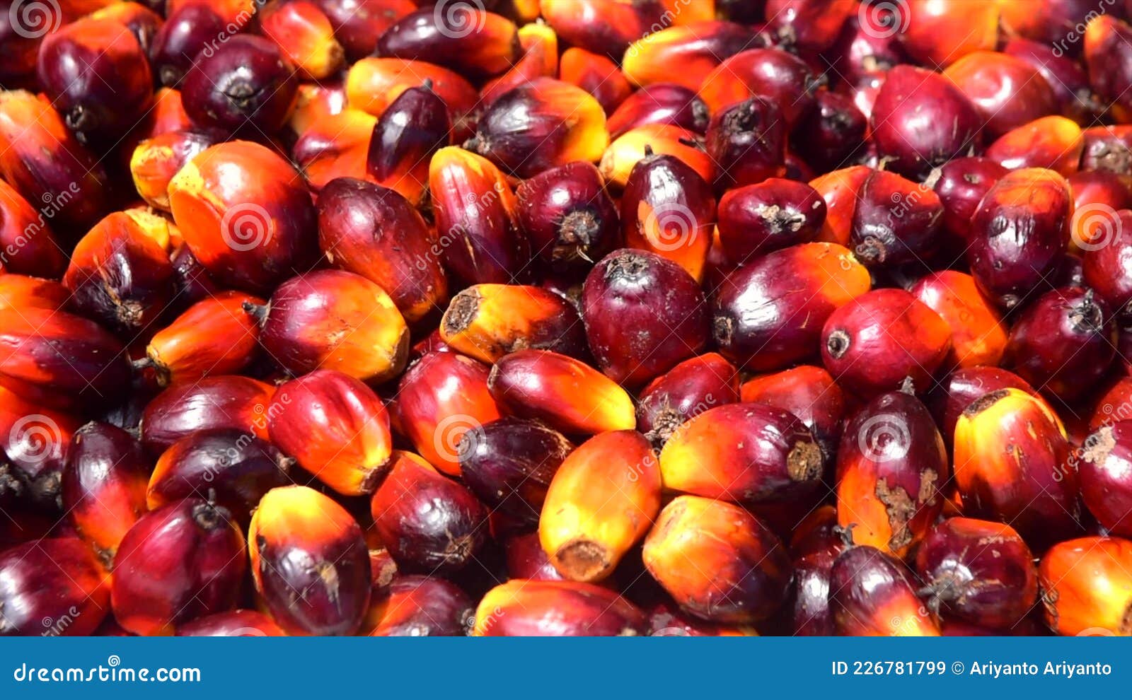 Palm Loose Fruit Typical of Kalimantan Stock Video - Video of orange ...