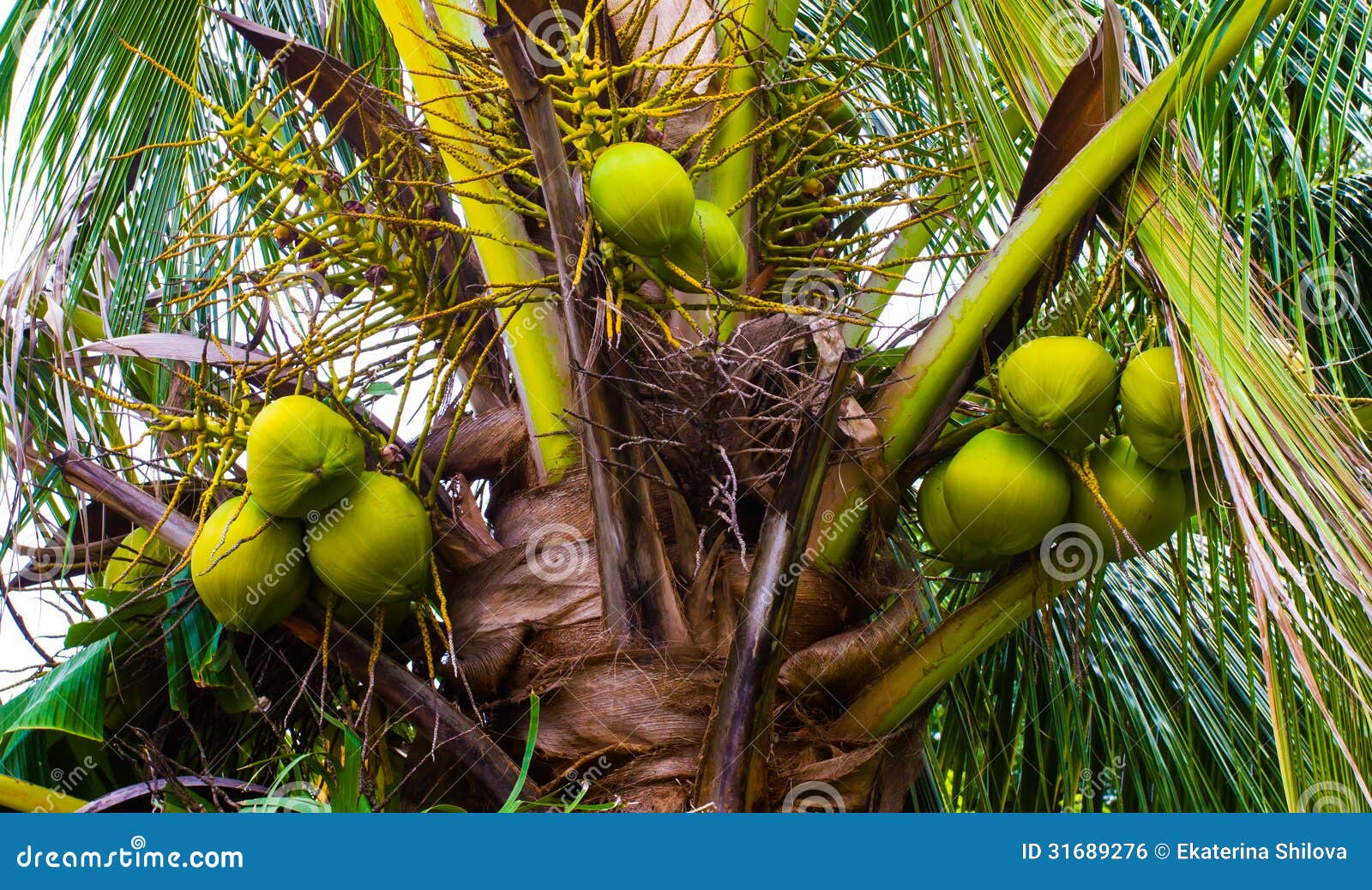 Palm met groene kokosnoten stock foto. Image of voedsel - 31689276