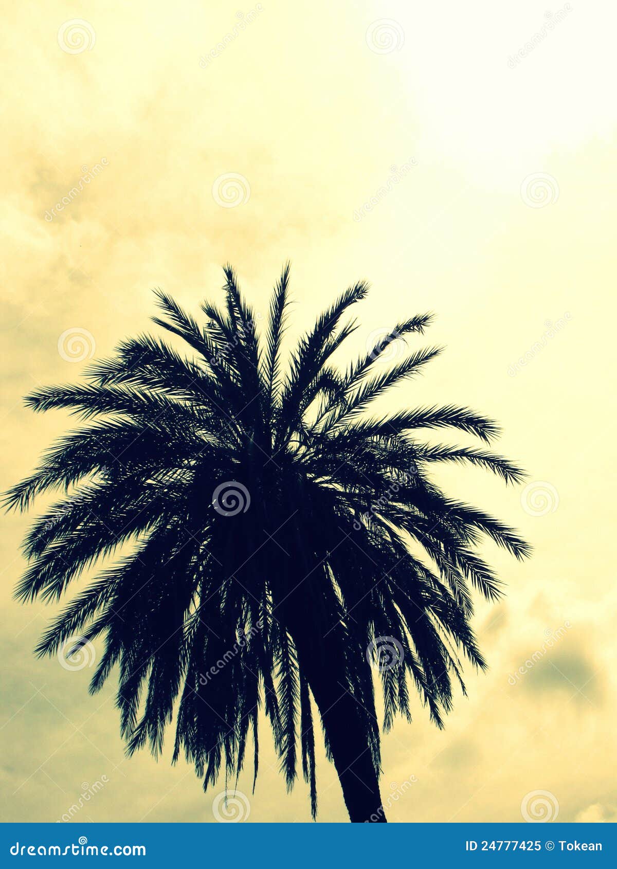Palm in modern colors stock image. Image of branch, california - 24777425