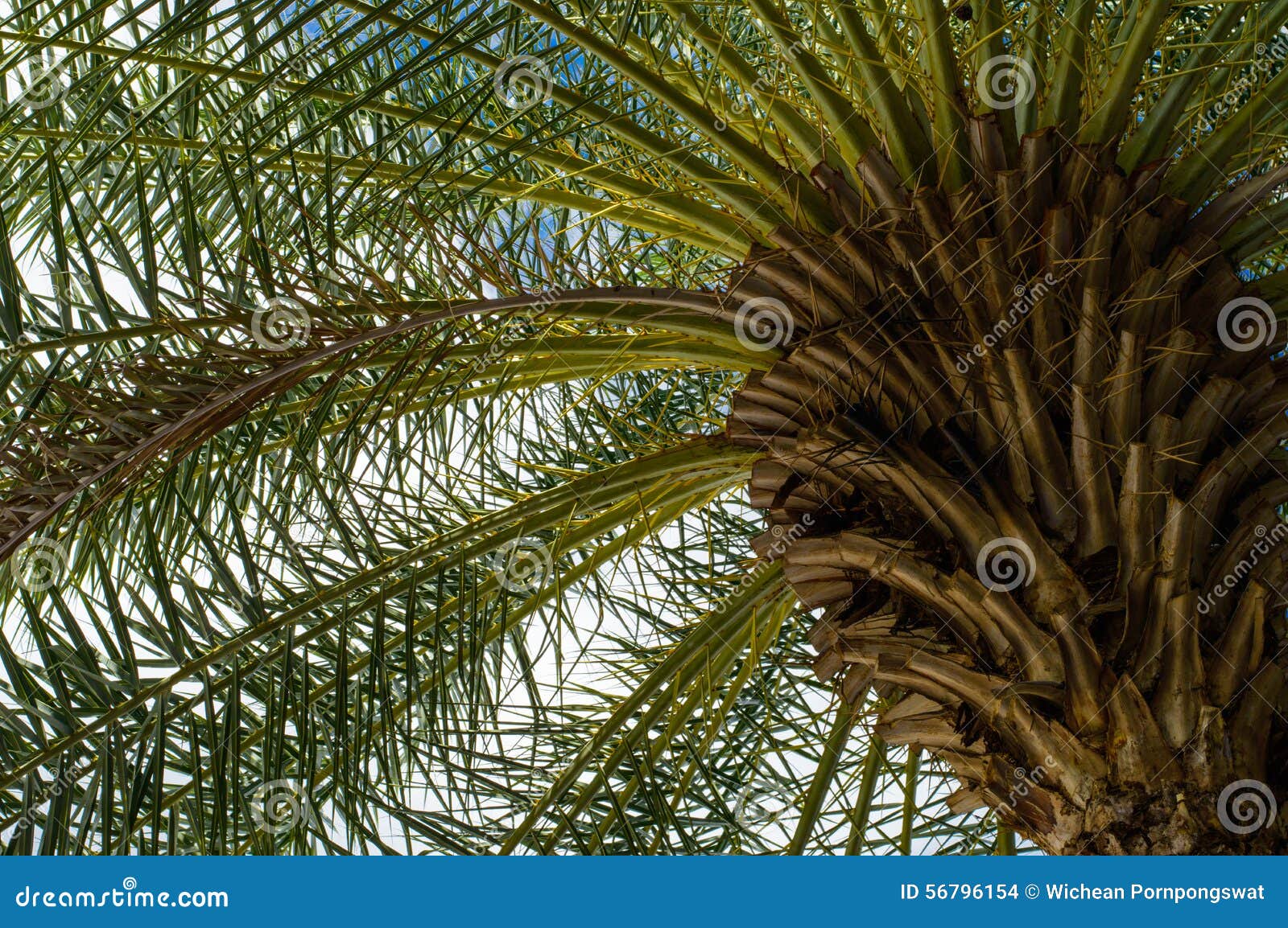 Palm stock photo. Image of separate, branches, monocots - 56796154