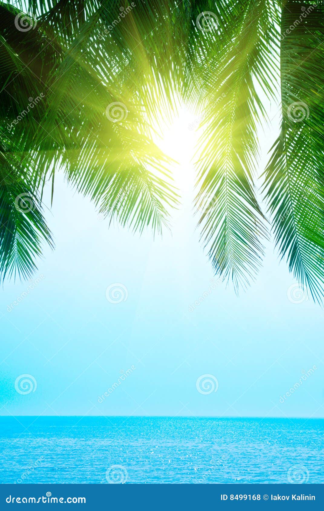 Palm and morning sea stock photo. Image of natural, daytime - 8499168