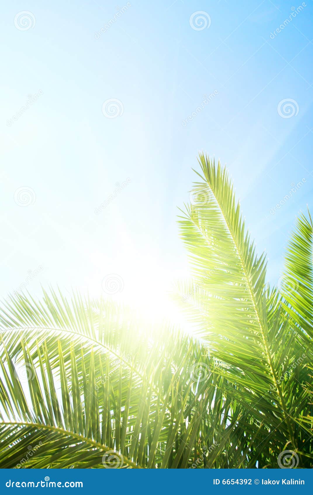 Palm and morning sun stock photo. Image of paradise, green - 6654392