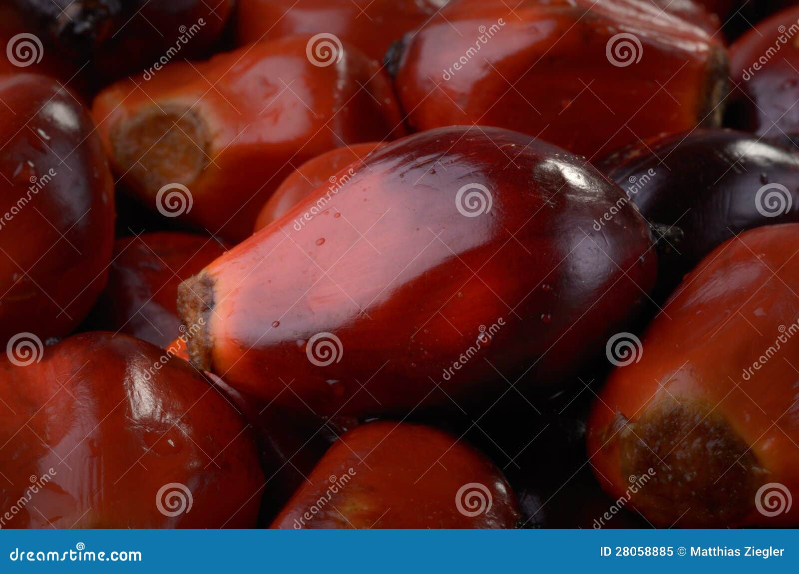 Palm Nut Macroshot stock image. Image of alternative - 28058885