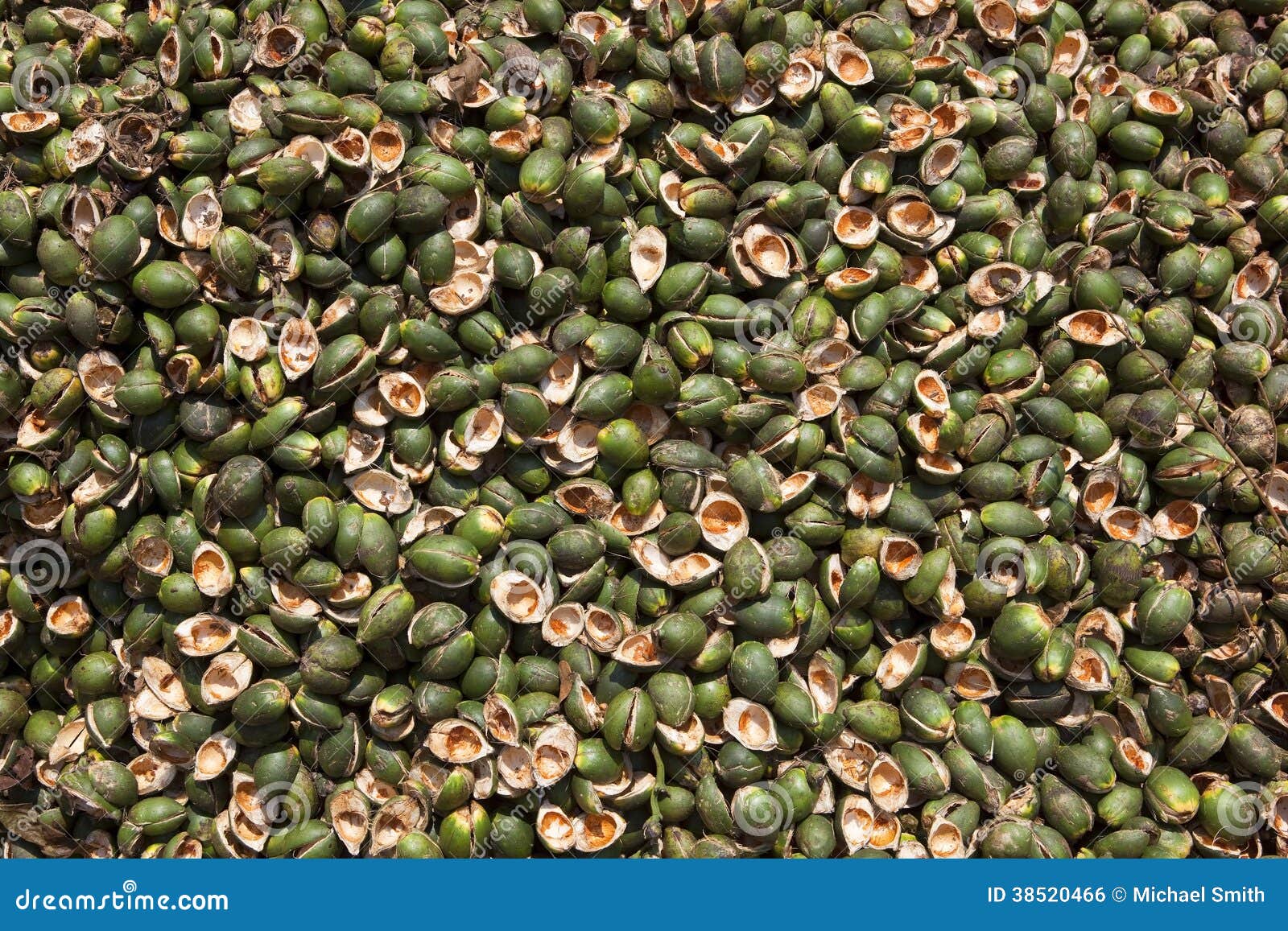 Palm nut shells stock photo. Image of background, nuts - 38520466