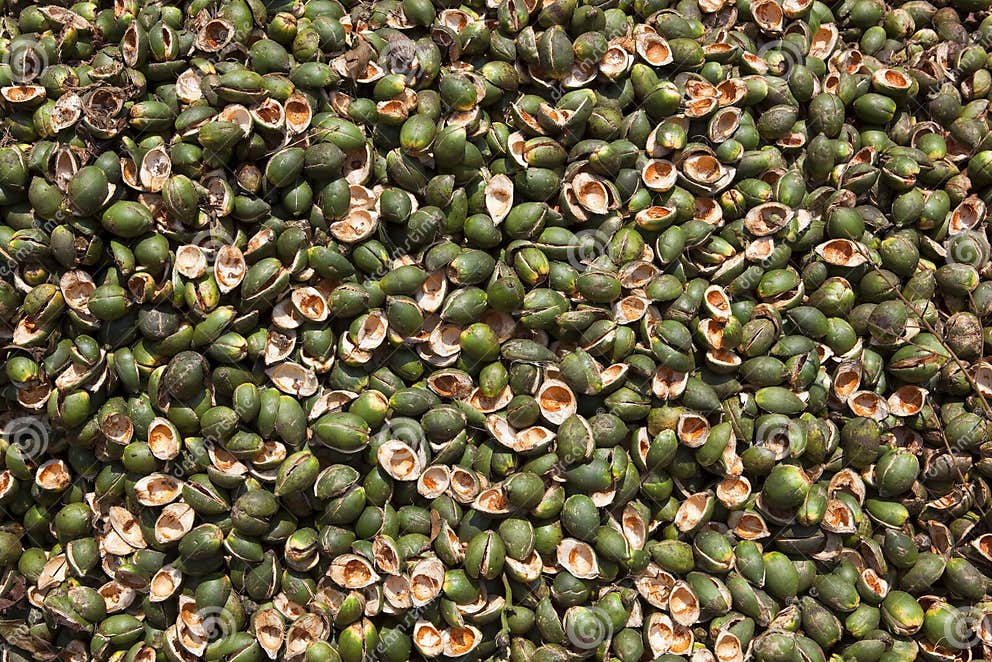 Palm nut shells stock photo. Image of background, nuts - 38520466
