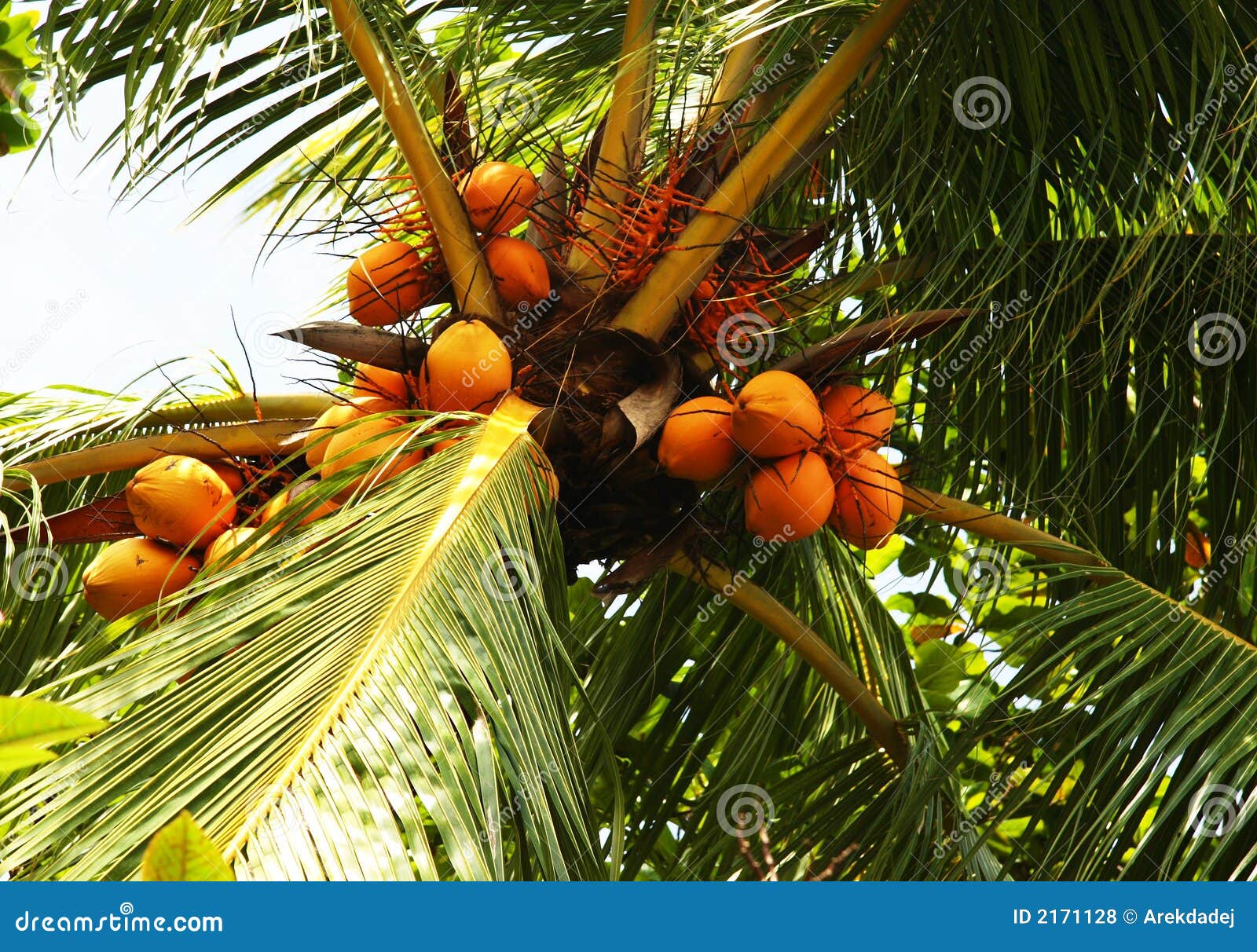 Palm nuts stock photo. Image of garden, green, palm, cluster - 2171128