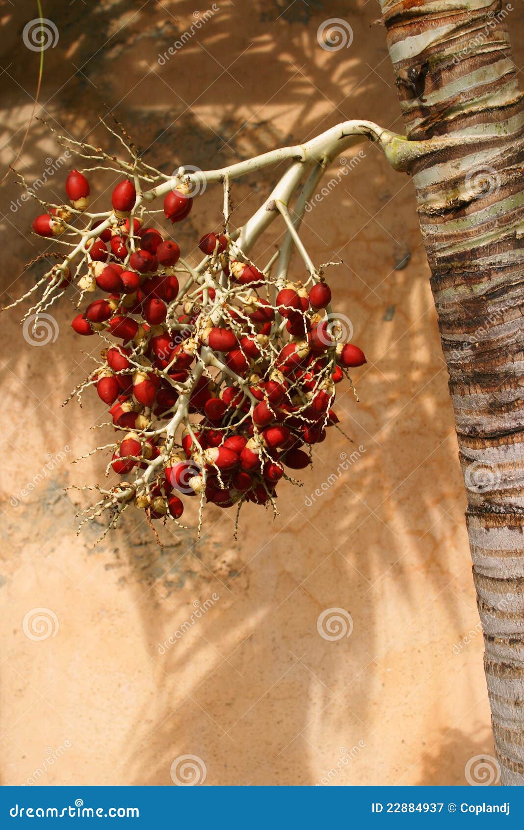 Palm nuts and tree detail stock image. Image of paradise - 22884937
