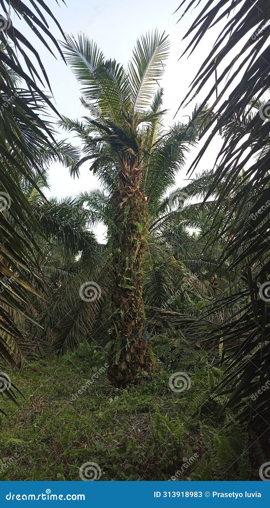 Palm oil abnormal stock image. Image of green, tree - 313918983
