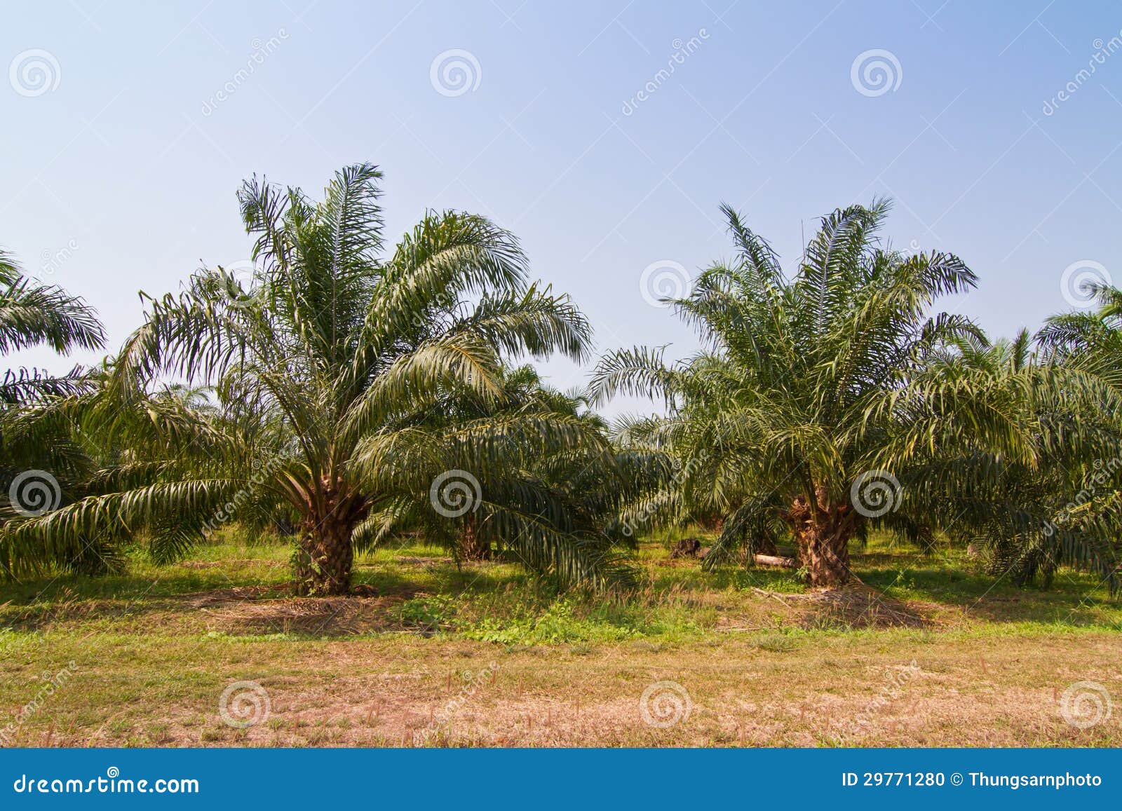 Palm oil farm stock photo. Image of farm, agriculture - 29771280