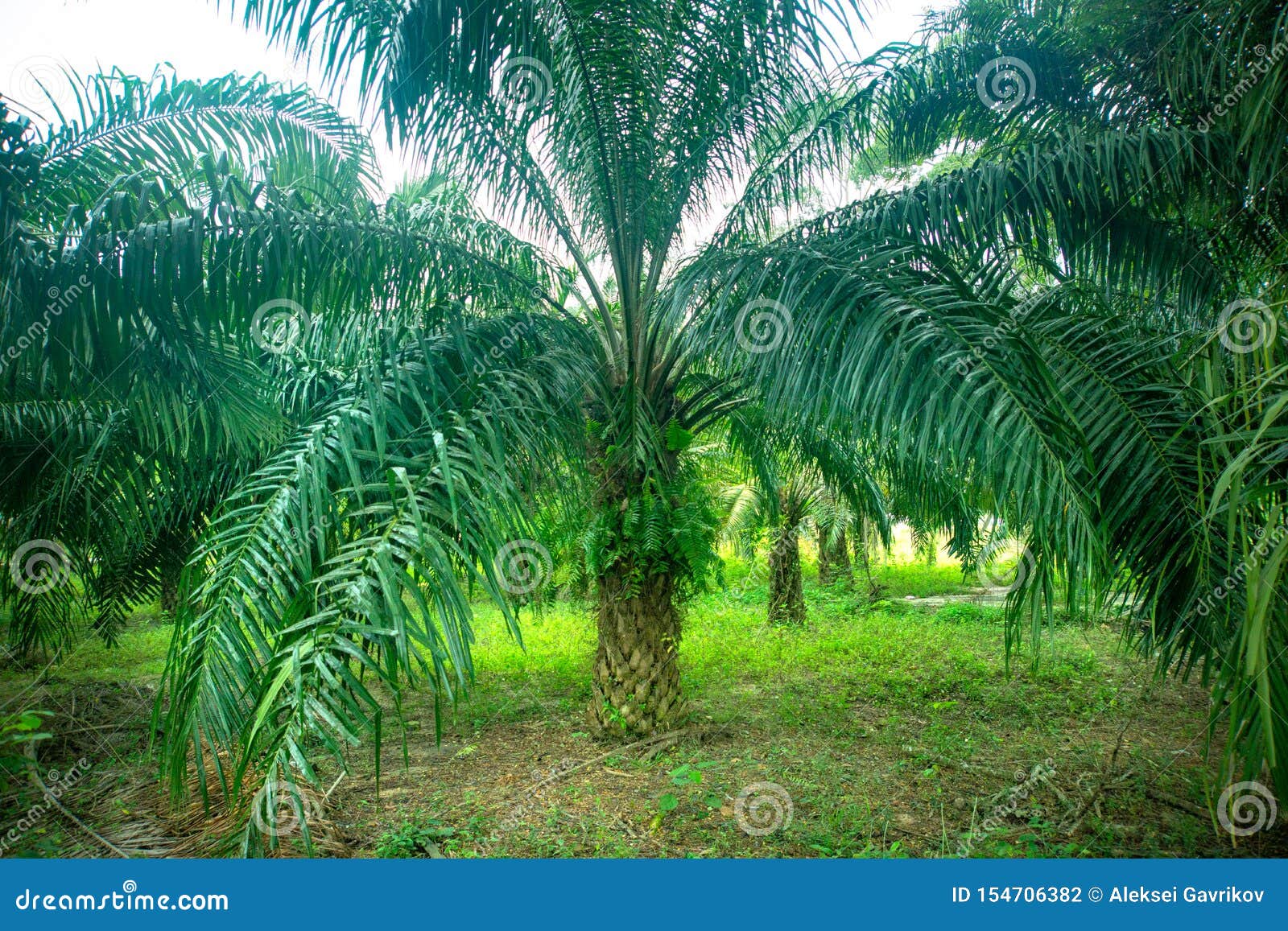 The Palm Oil Field in Thailand Stock Photo - Image of evening, garden ...