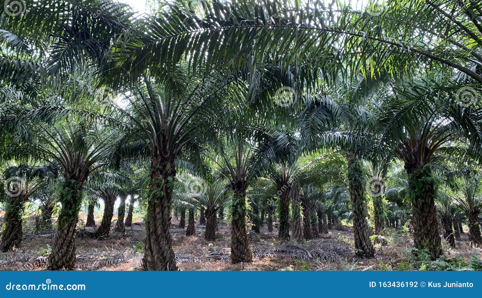 Palm oil fields stock photo. Image of view, landscape - 163436192