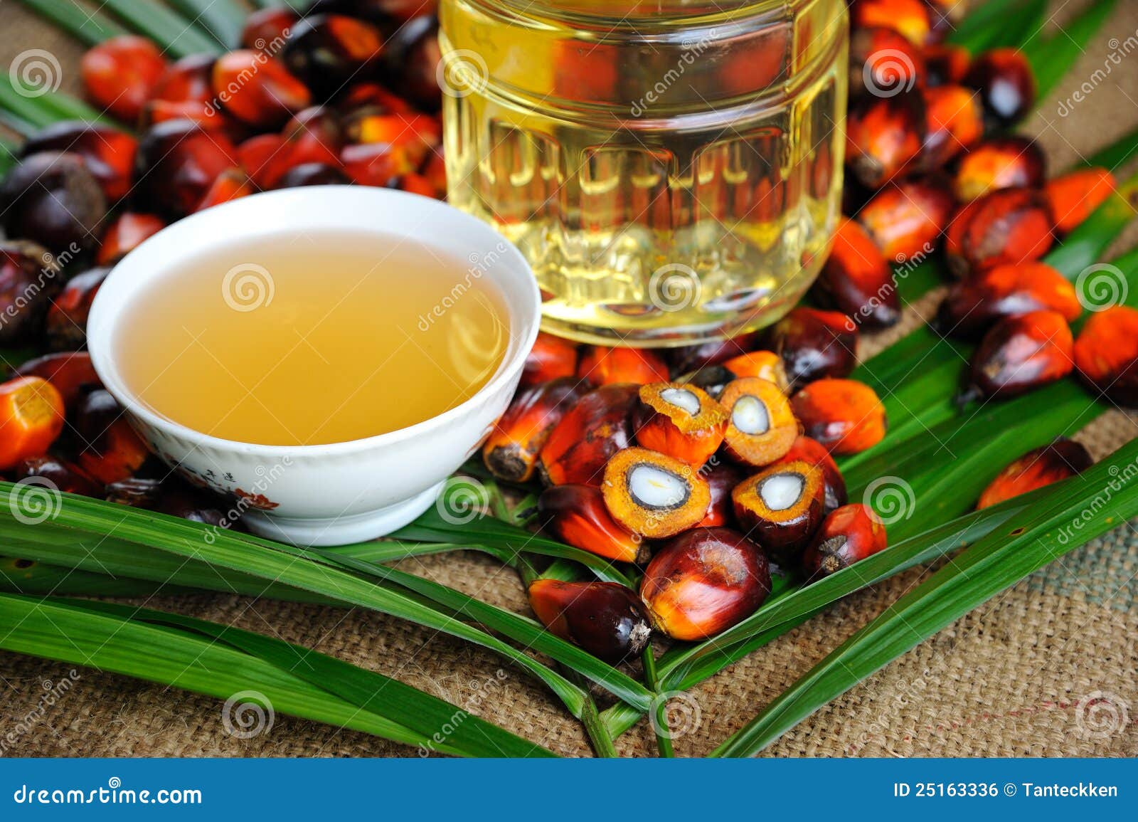 Palm Oil fruits stock photo. Image of cultivated, nature - 25163336