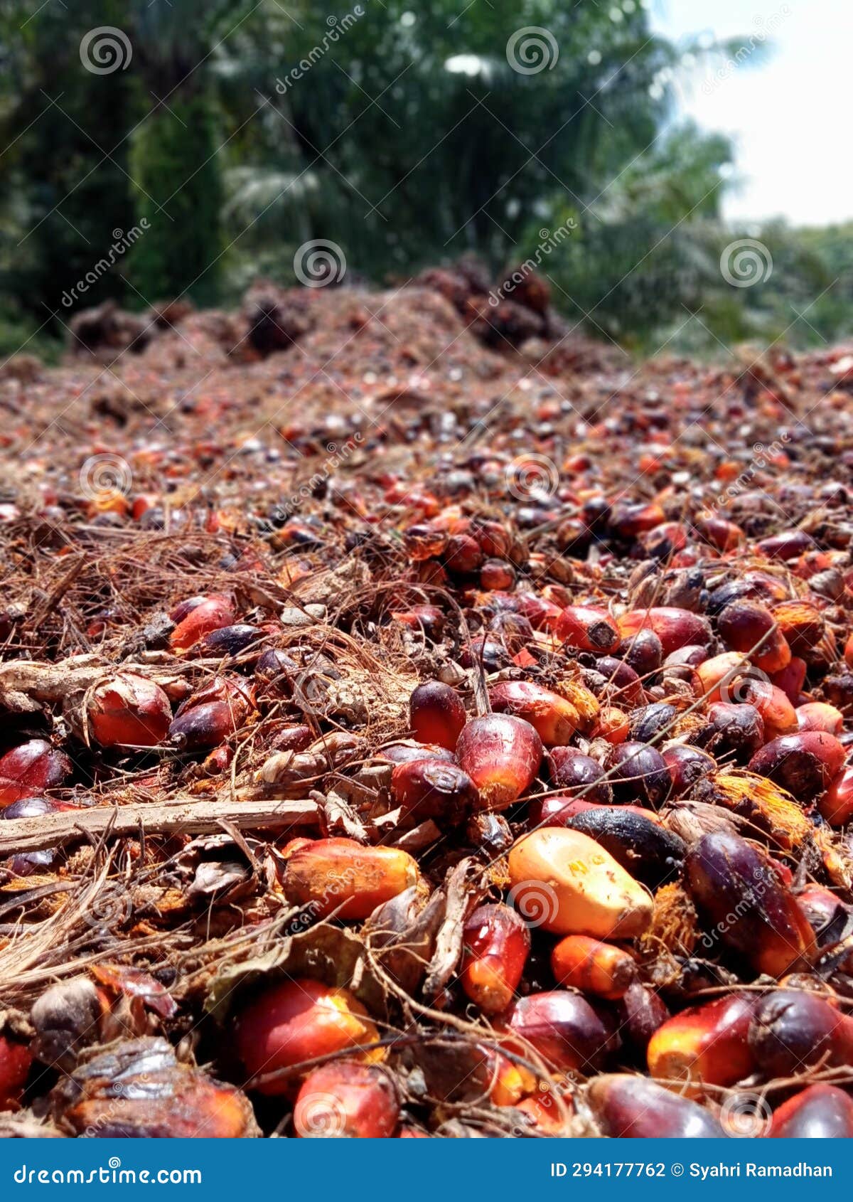 Palm Oil Granules stock photo. Image of granules, vegetable - 294177762