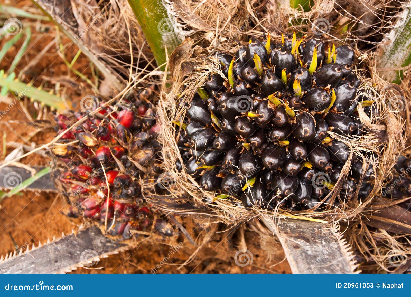 Palm Oil is an Important Crop for Human Beings. Stock Image - Image of ...