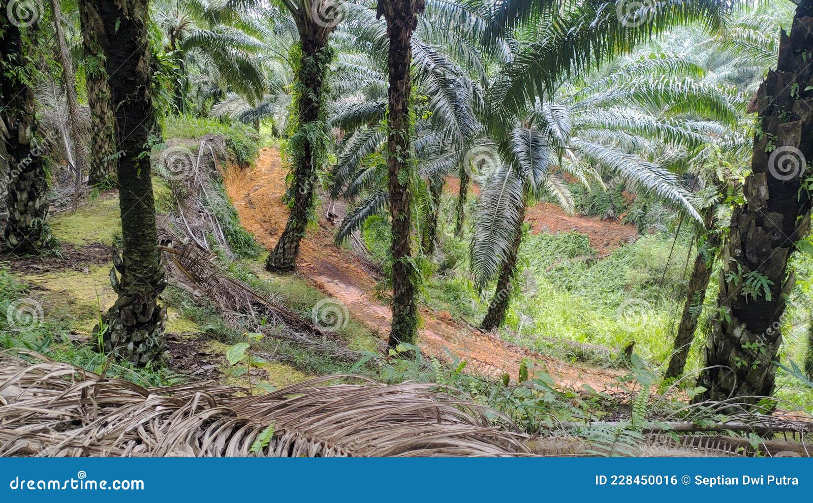 Palm Oil Plantation, Terrace, Circular Path Stock Photo - Image of ...