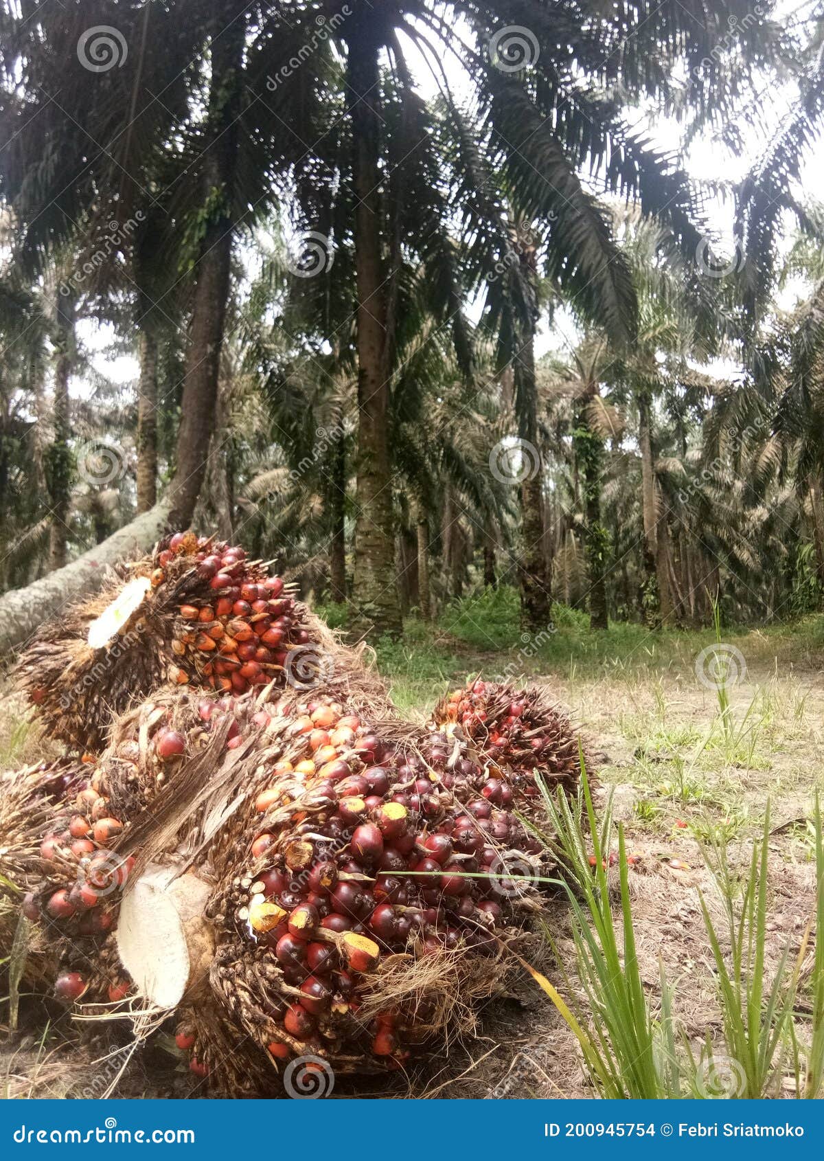Palm Oil the Raw Material for Crude Palm Oil Stock Photo - Image of ...